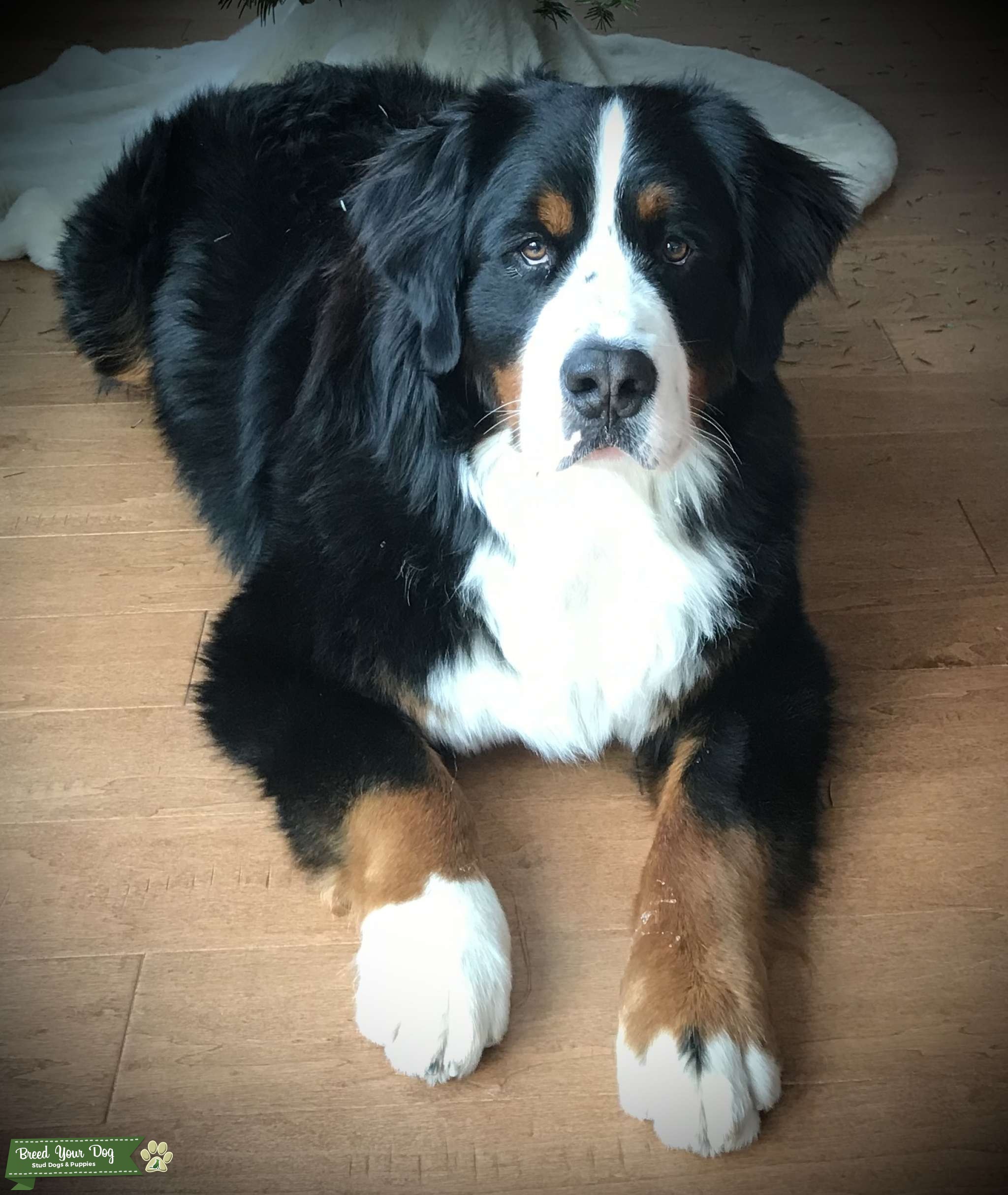 Healthy Gorgeous Berner - Stud Dog in Maine, the United States | Breed ...