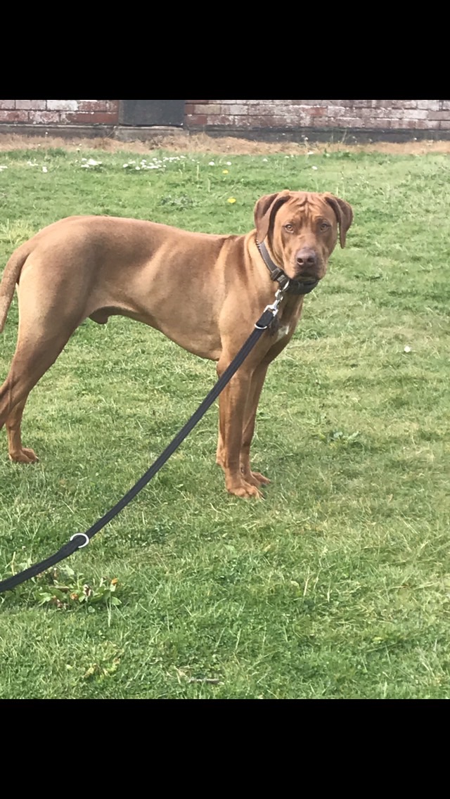 KC RHODESIAN RIDGEBACK/LIVER NOSE - Stud Dog in Lancashire, United ...