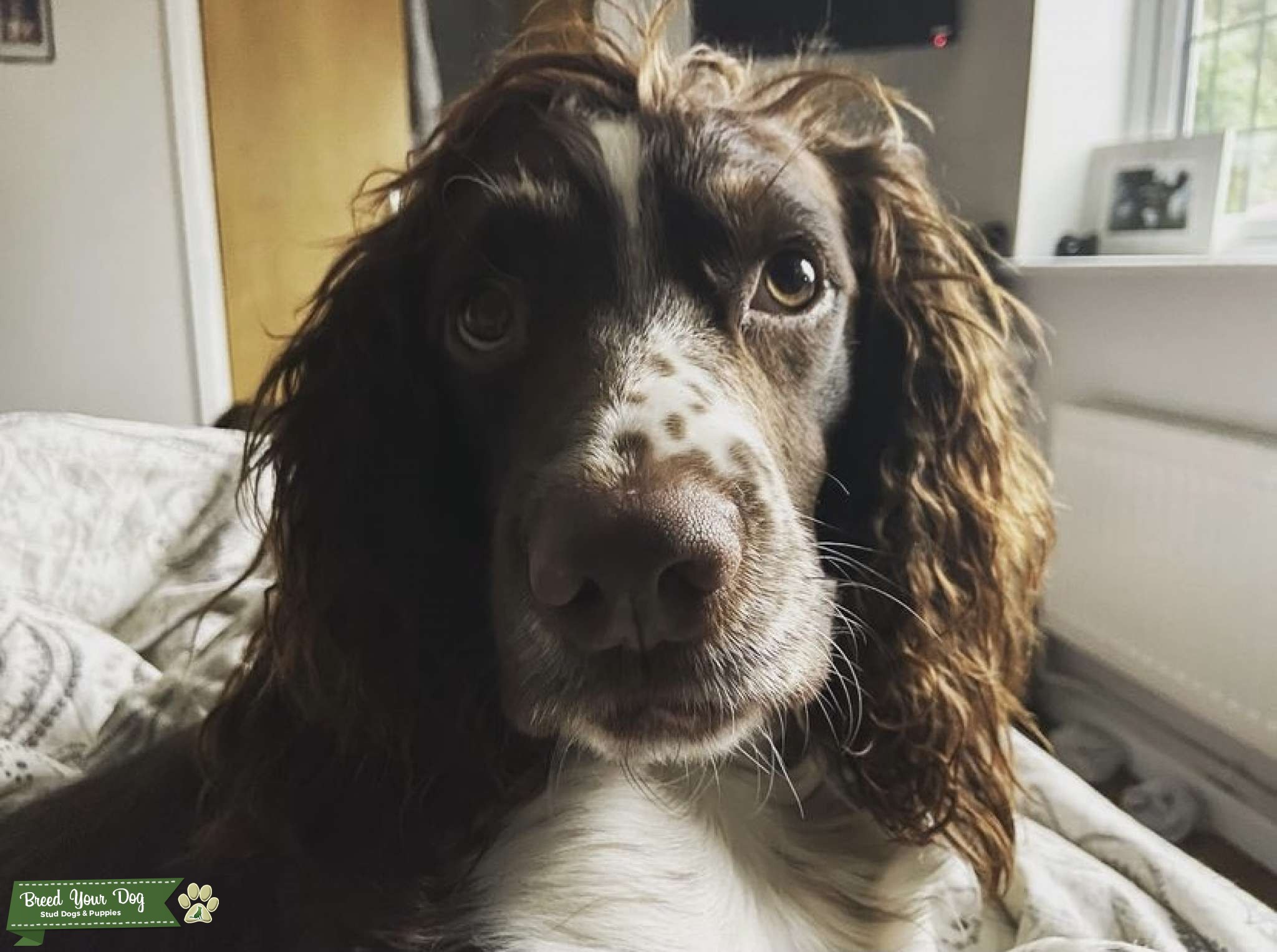 Liver and White F1 Sprocker Spaniel - Stud Dog in Wolverhampton , the ...
