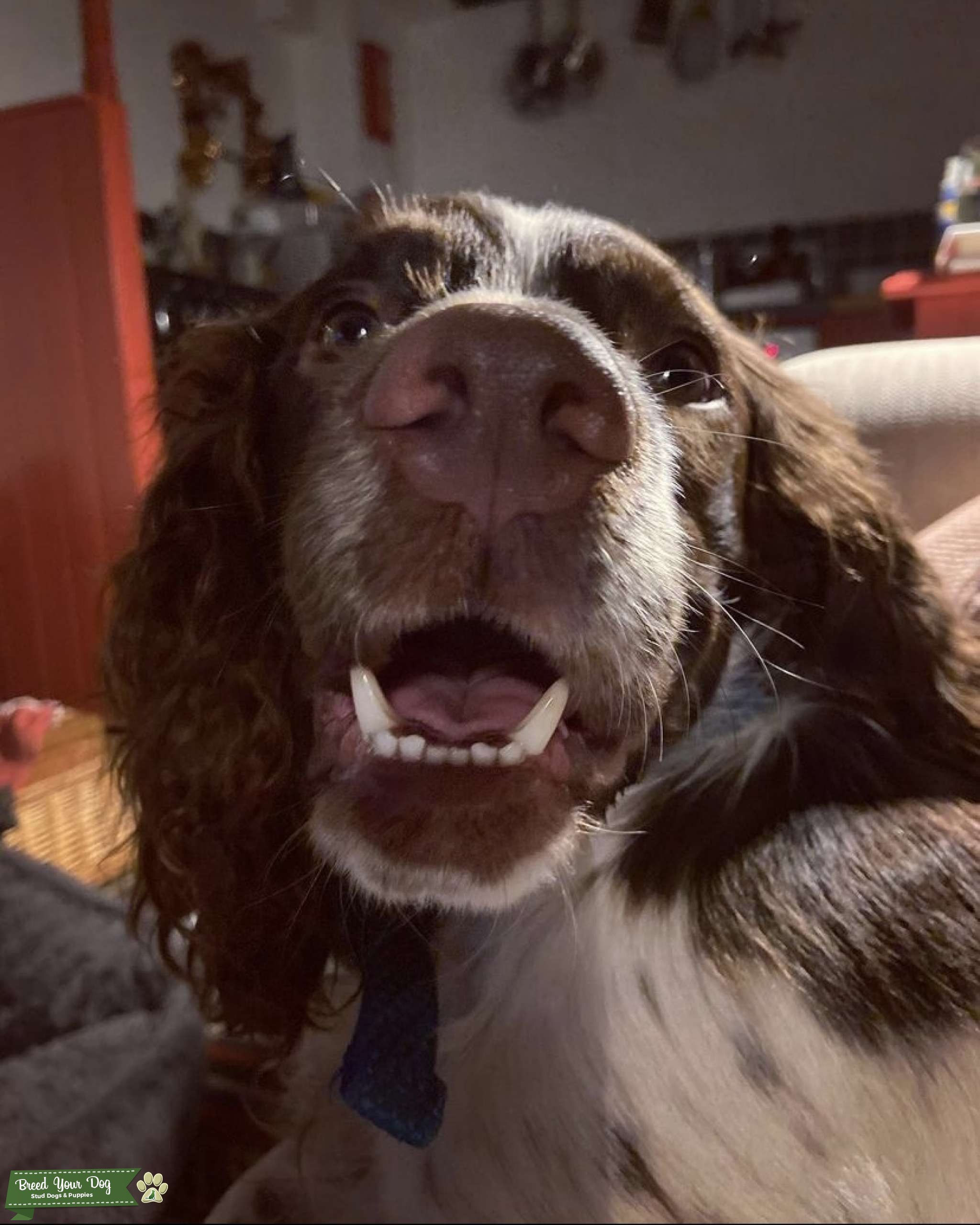 Liver and White F1 Sprocker Spaniel - Stud Dog in Wolverhampton , the ...