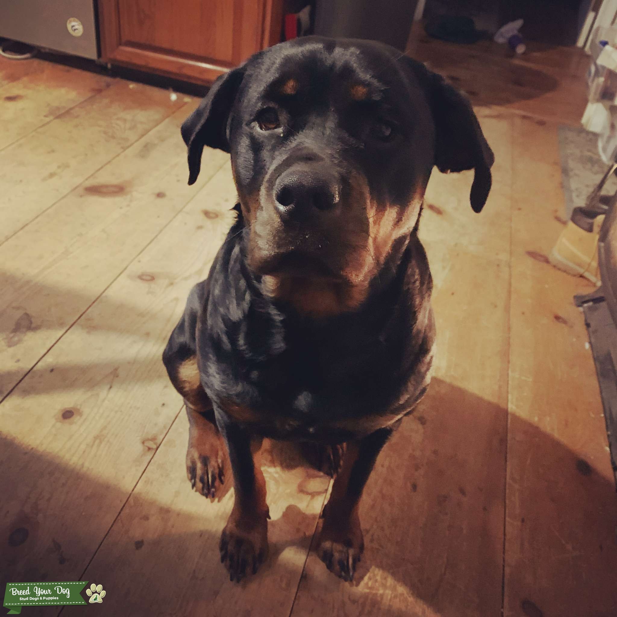 Female Rottweiler - Stud Dog in Northeast , United States | Breed Your Dog