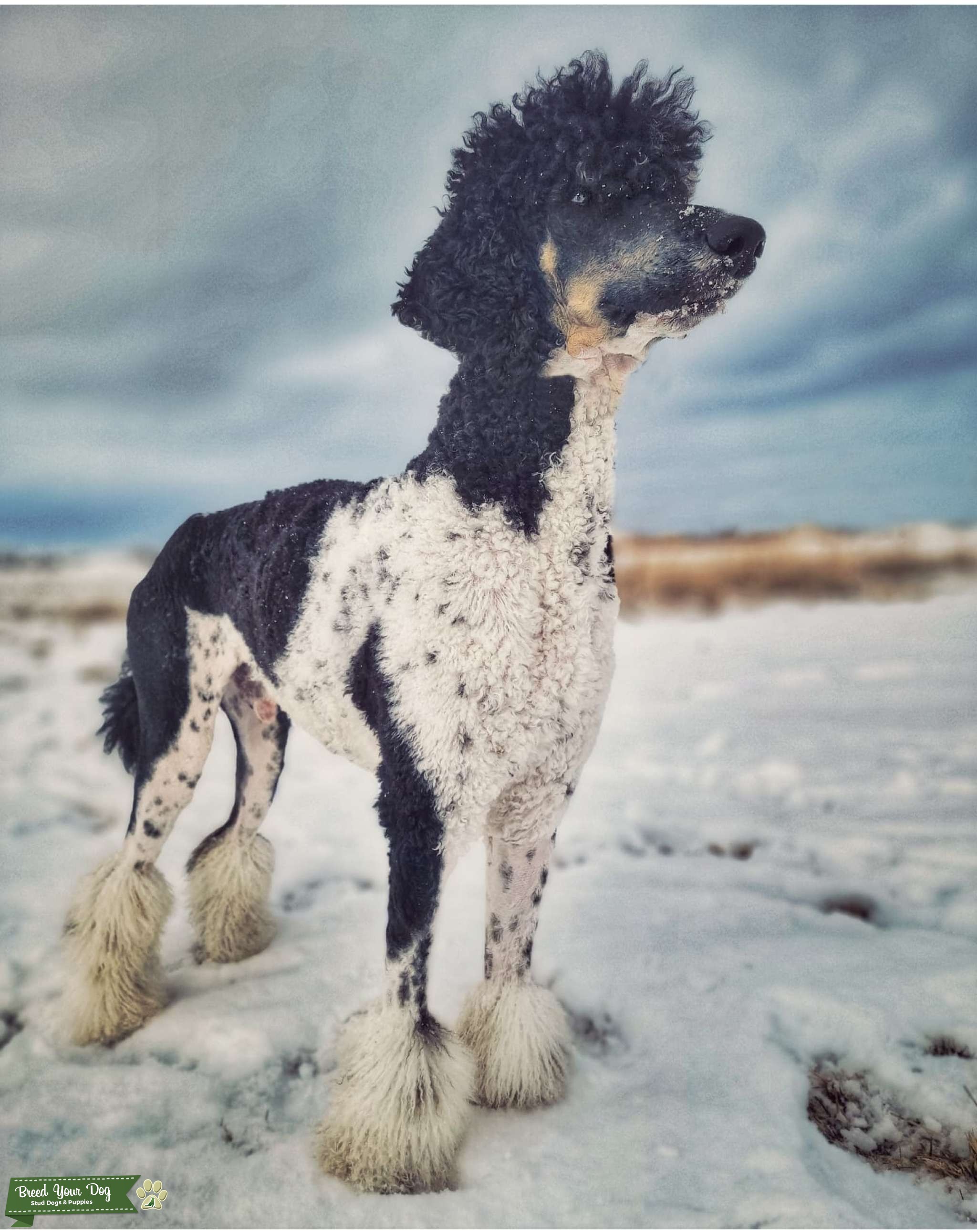 AKC Standard Poodle Phantom Parti - Stud Dog Utah - Breed Your Dog