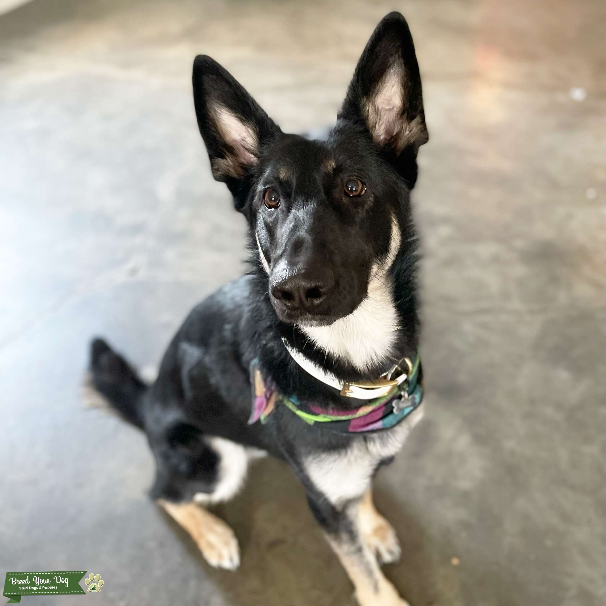 Female Shepherd - Stud Dog 01606 - Breed Your Dog