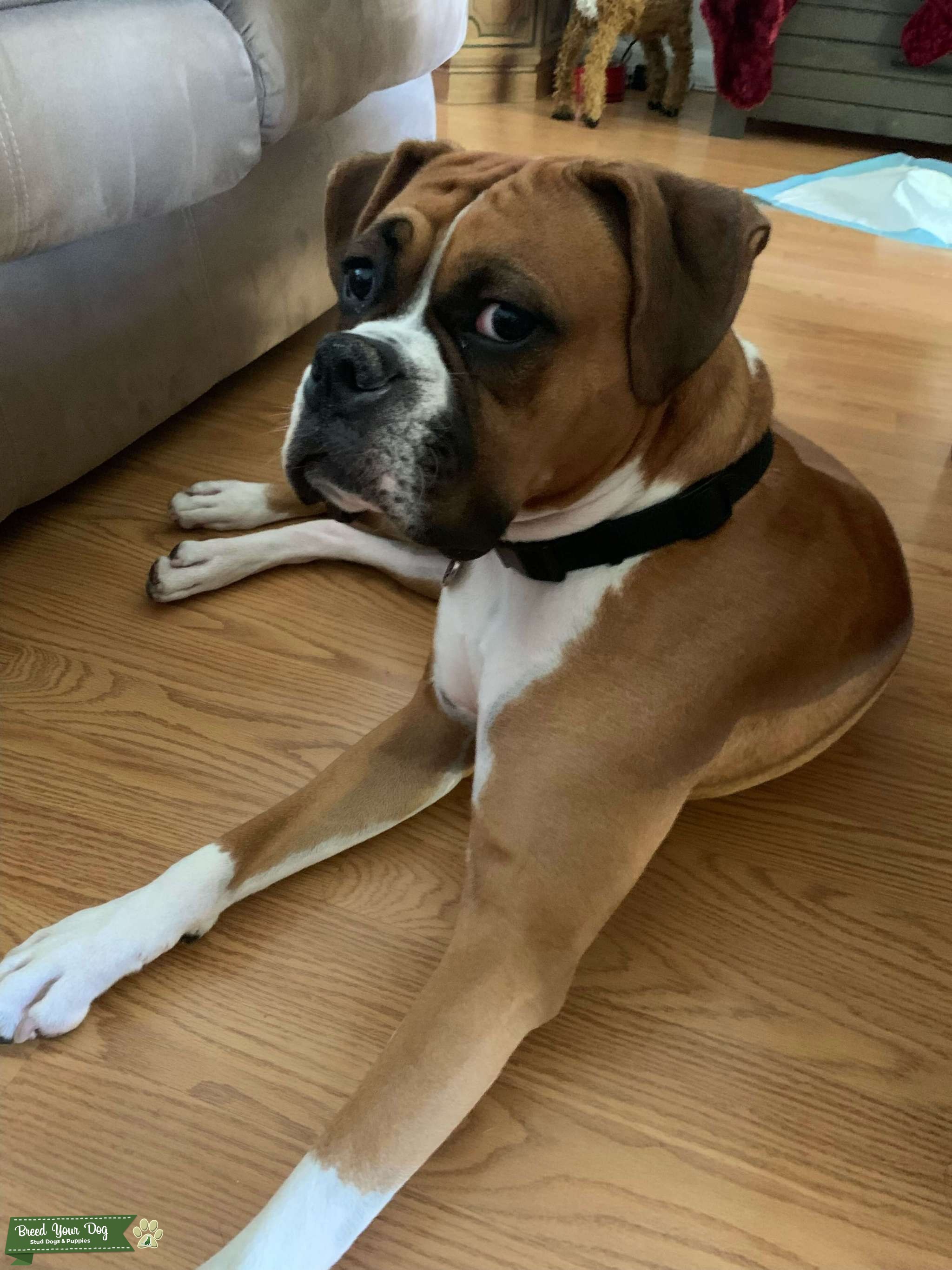 Stud Looking for Lover! - Stud Dog in Florida, the United States ...