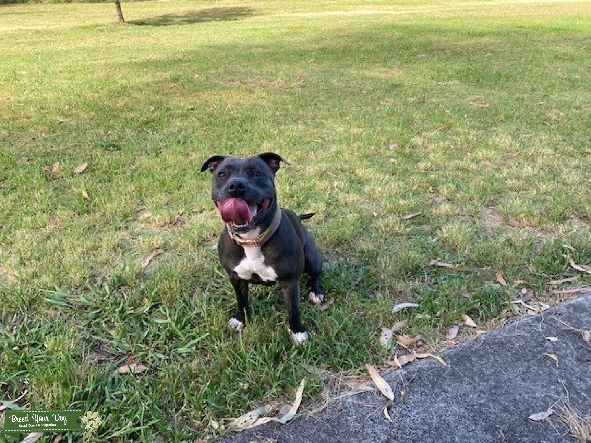 Blue Staffordshire Bullterrier Female - Stud Dog QLD - Breed Your Dog