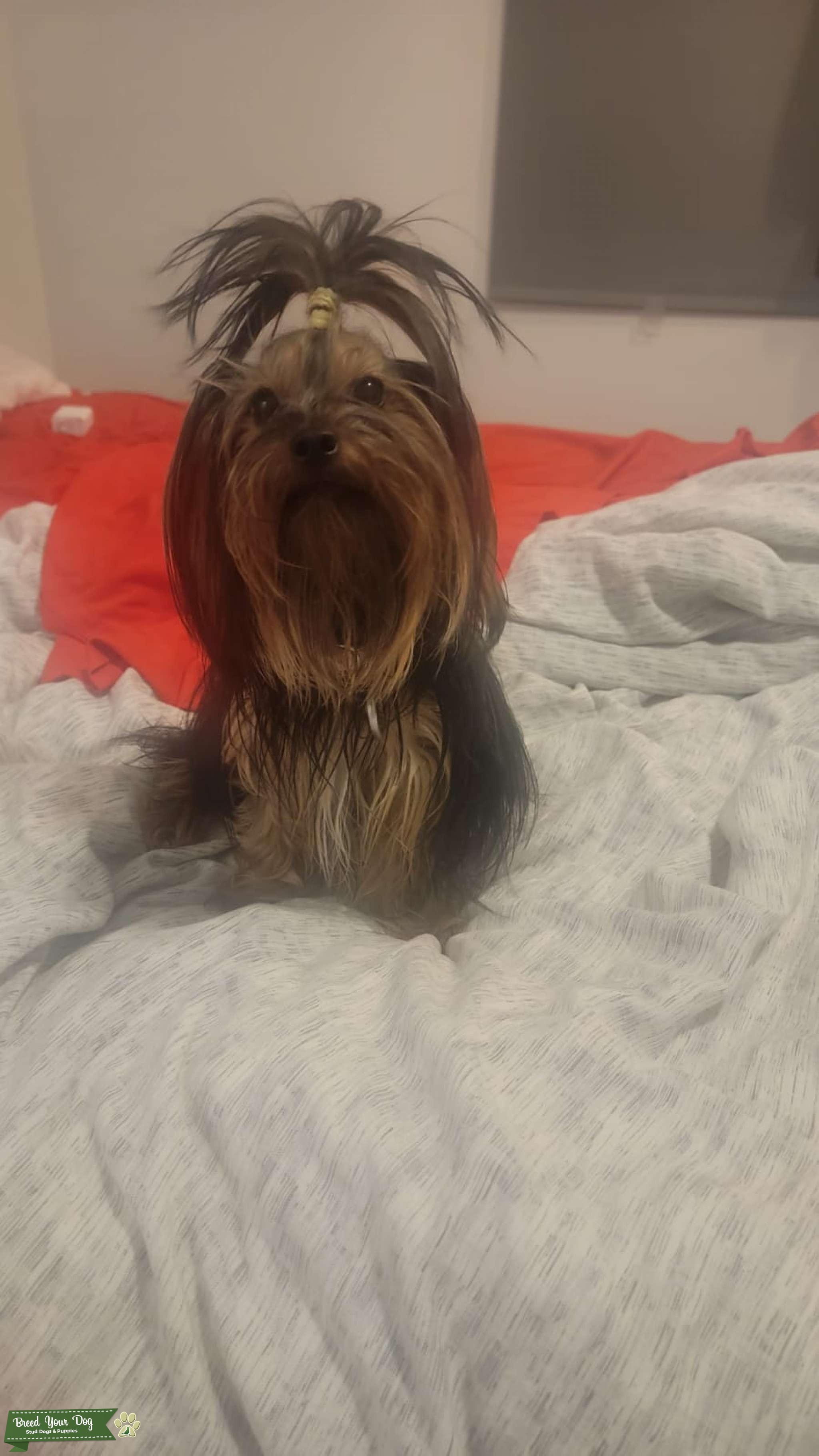 Beautiful Princess - Stud Dog in Alabama, United States | Breed Your Dog