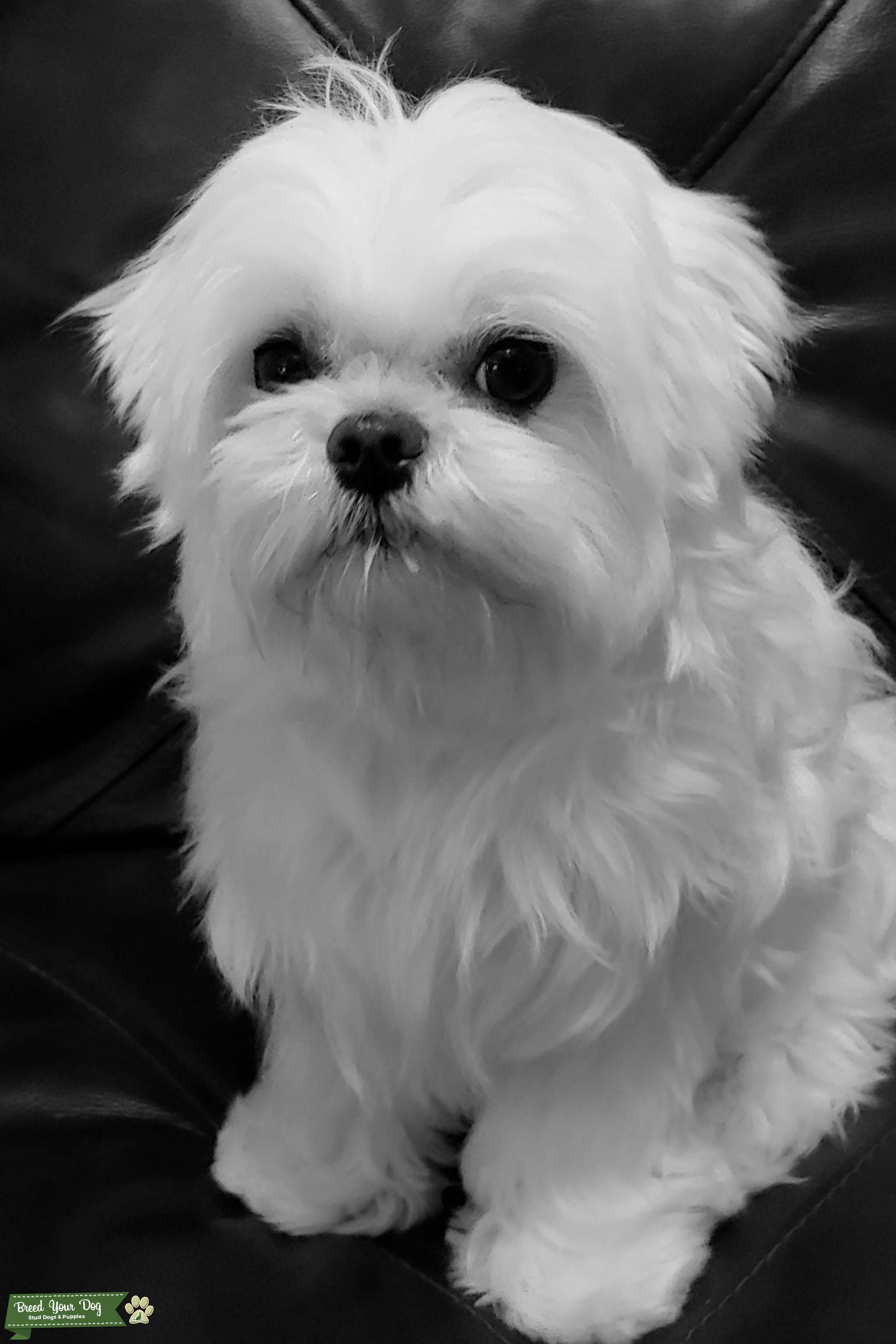 100% Korean Maltese Stud - Stud Dog in NC, the United States | Breed ...