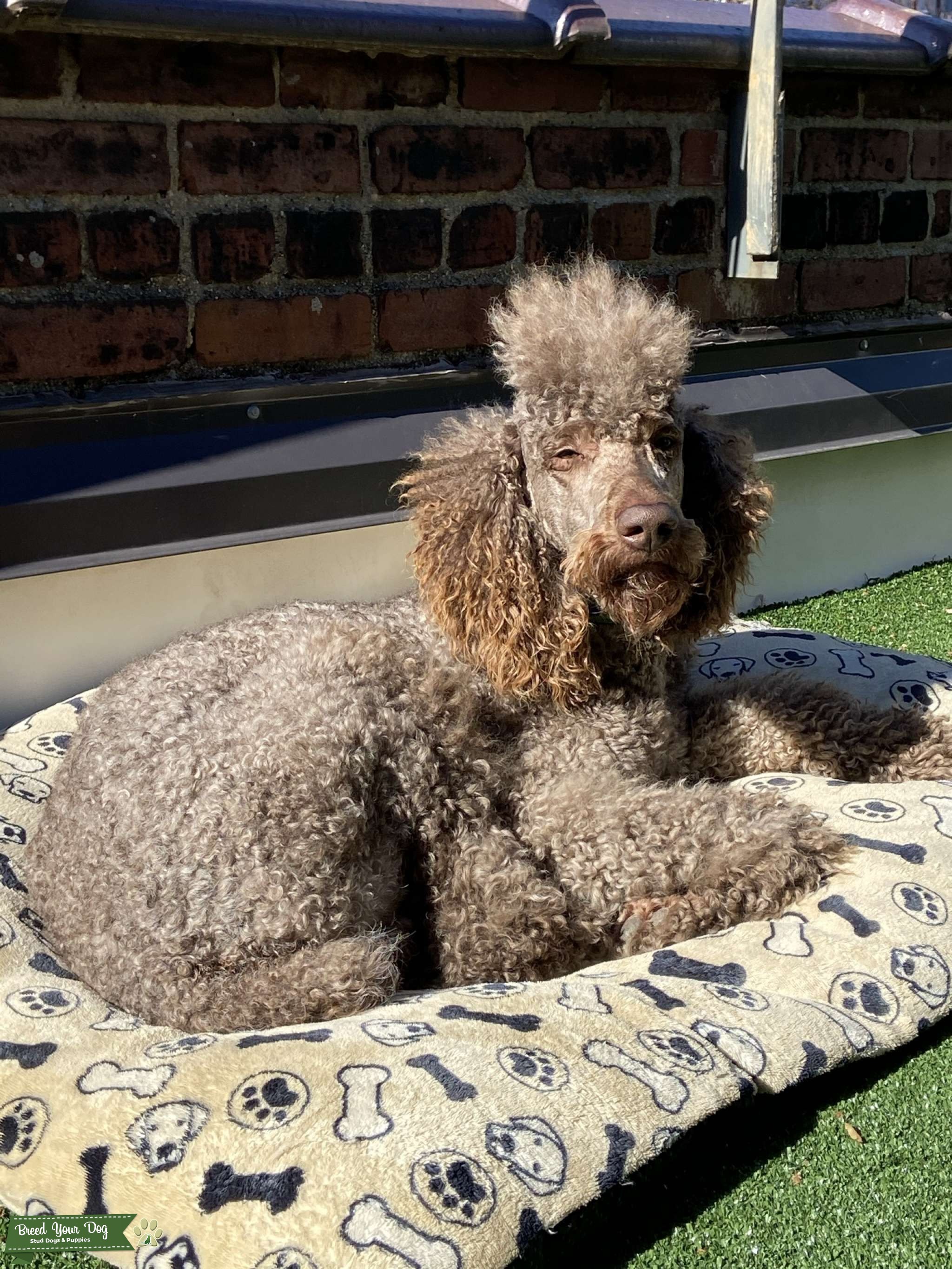 Cafe au Lait Standard Poodle (PROVEN) - Stud Dog in Georgia, United ...
