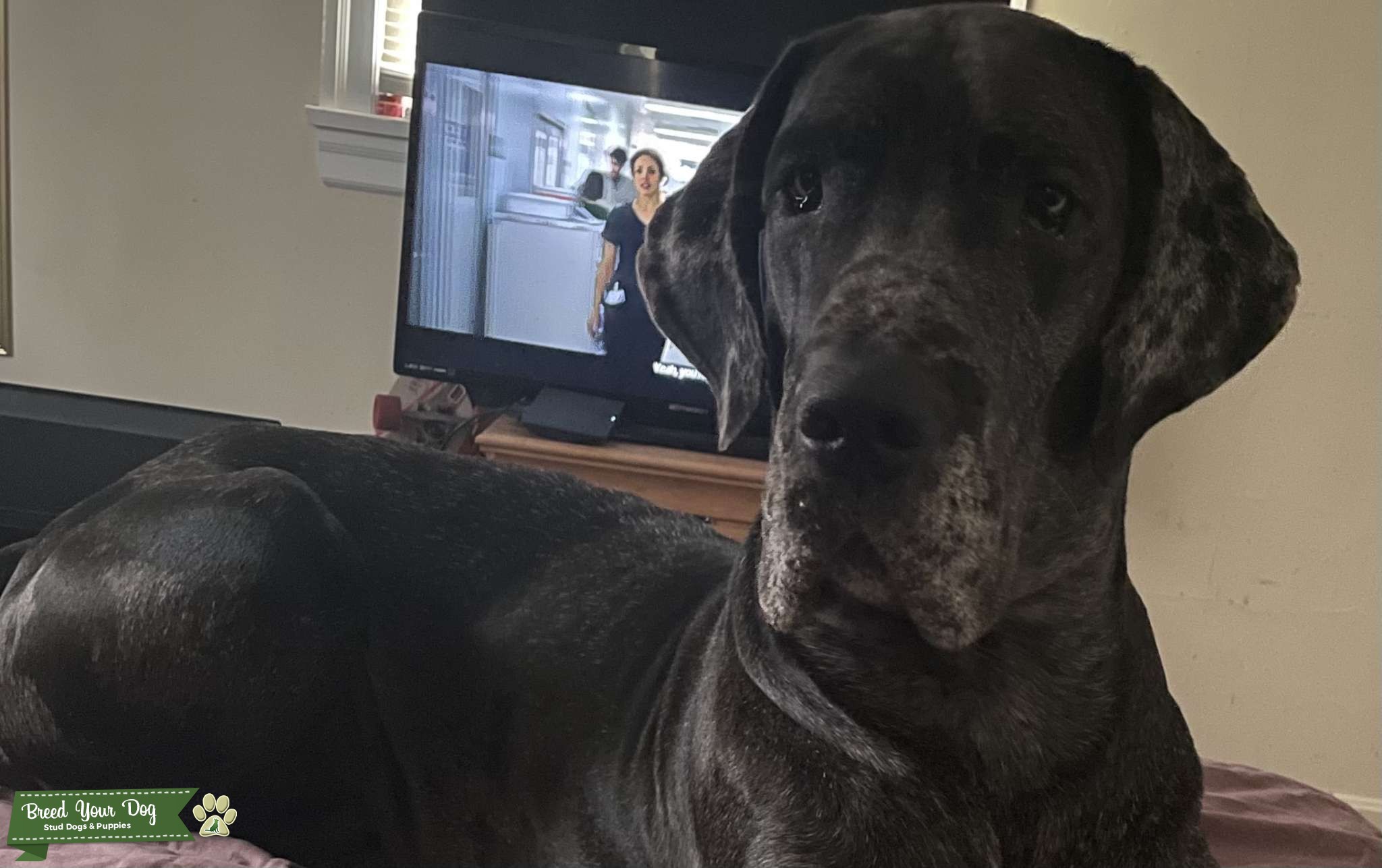 Stud Great Dane - Stud Dog in Virginia, United States | Breed Your Dog