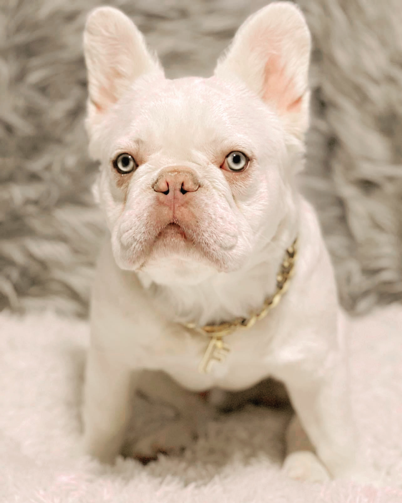 Visual platinum fluffy french bulldog for stud - Stud Dog in North west ...