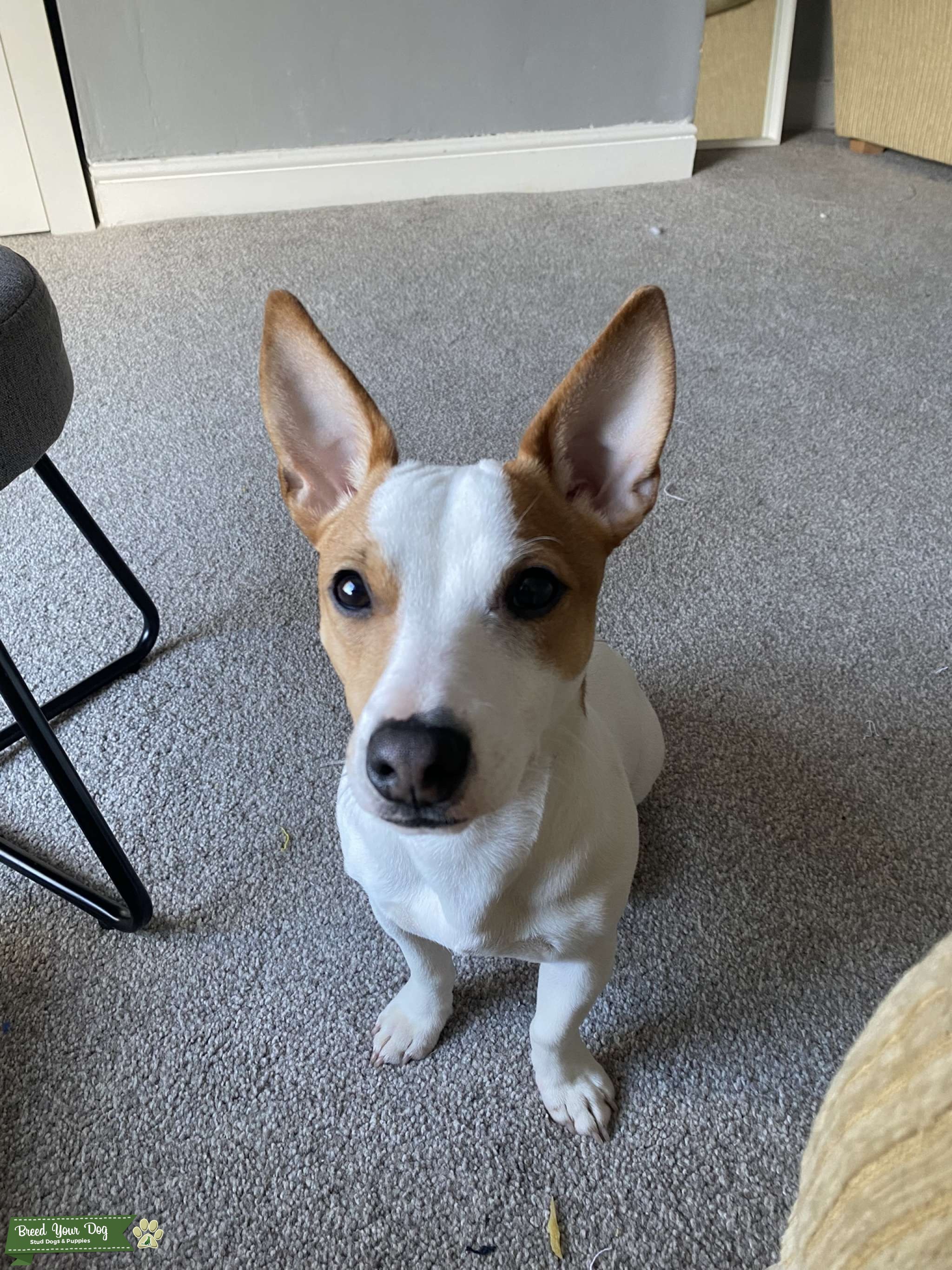 Jack Russell Stud - Stud Dog in Leeds, United States | Breed Your Dog