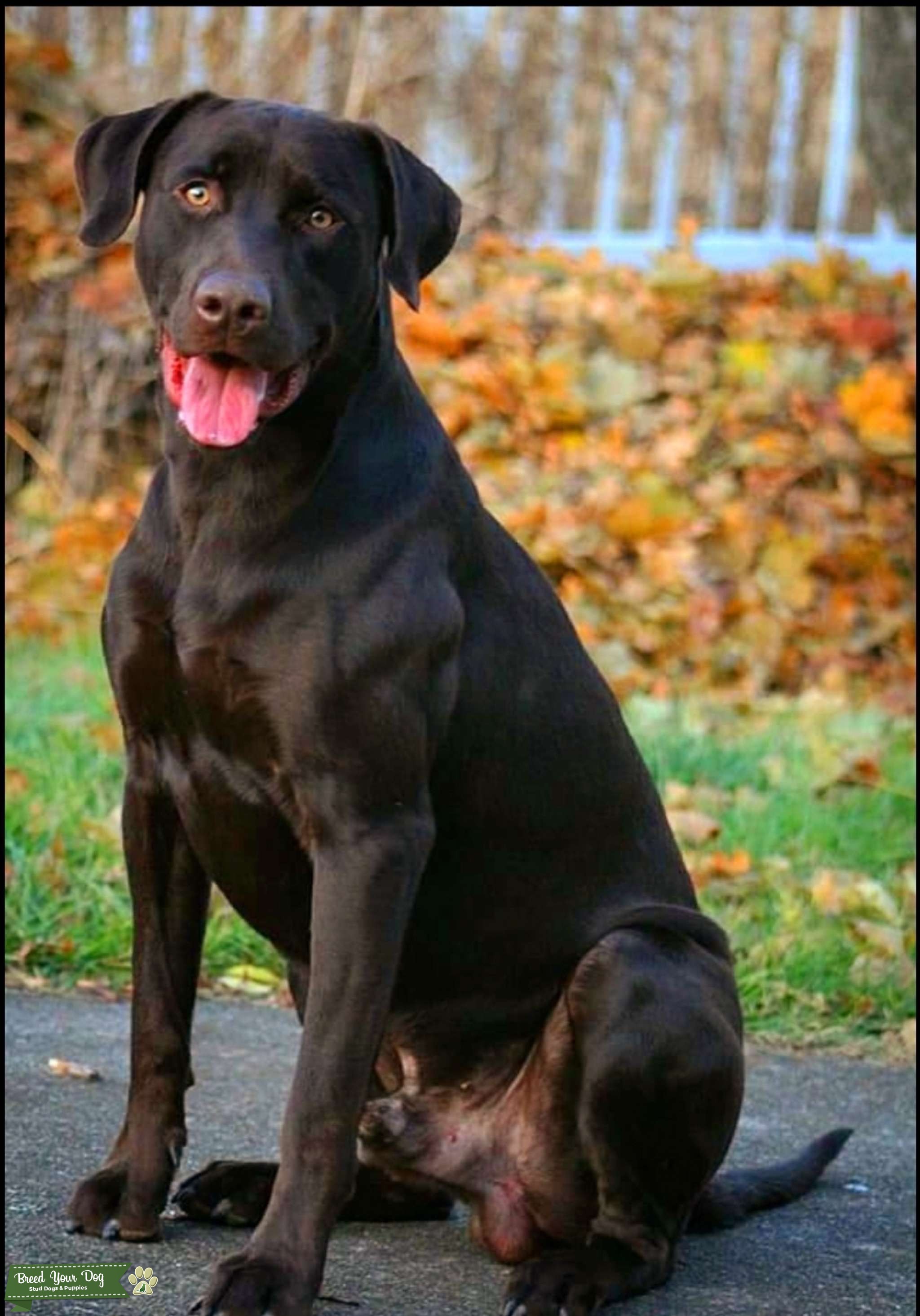 Chocolate Labrador , Waterfowl Dog - Stud Dog in South central PA, the ...