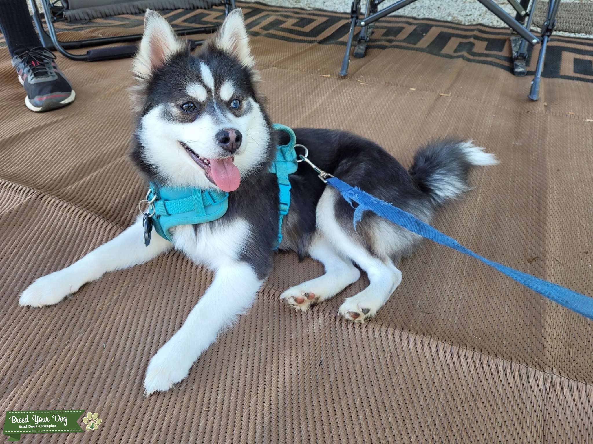 Blue Pomsky Stud - Stud Dog in Kentucky, the United States | Breed Your Dog