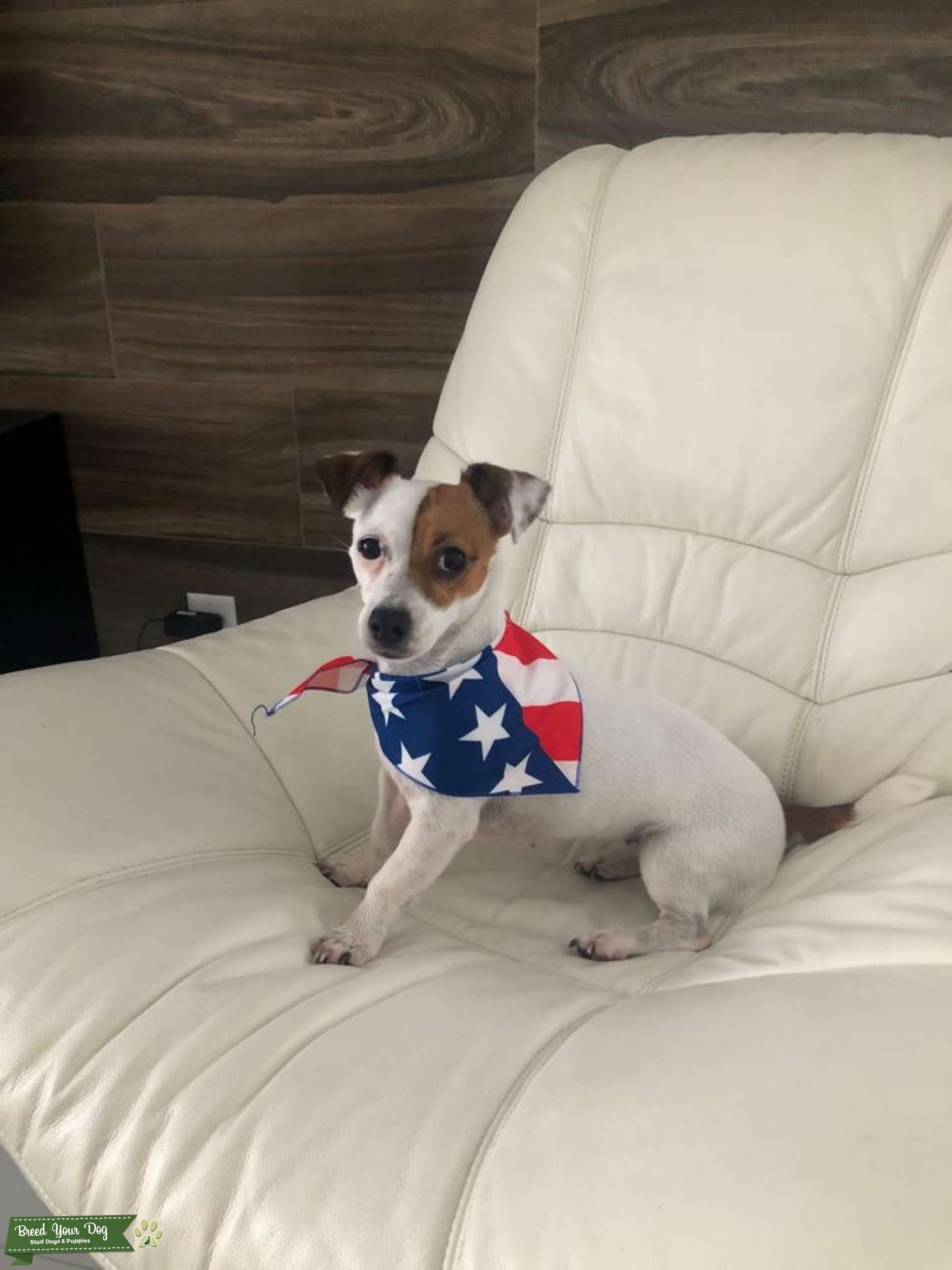 Shorty Jack Russell - Stud Dog in Boca Raton, the United States | Breed ...