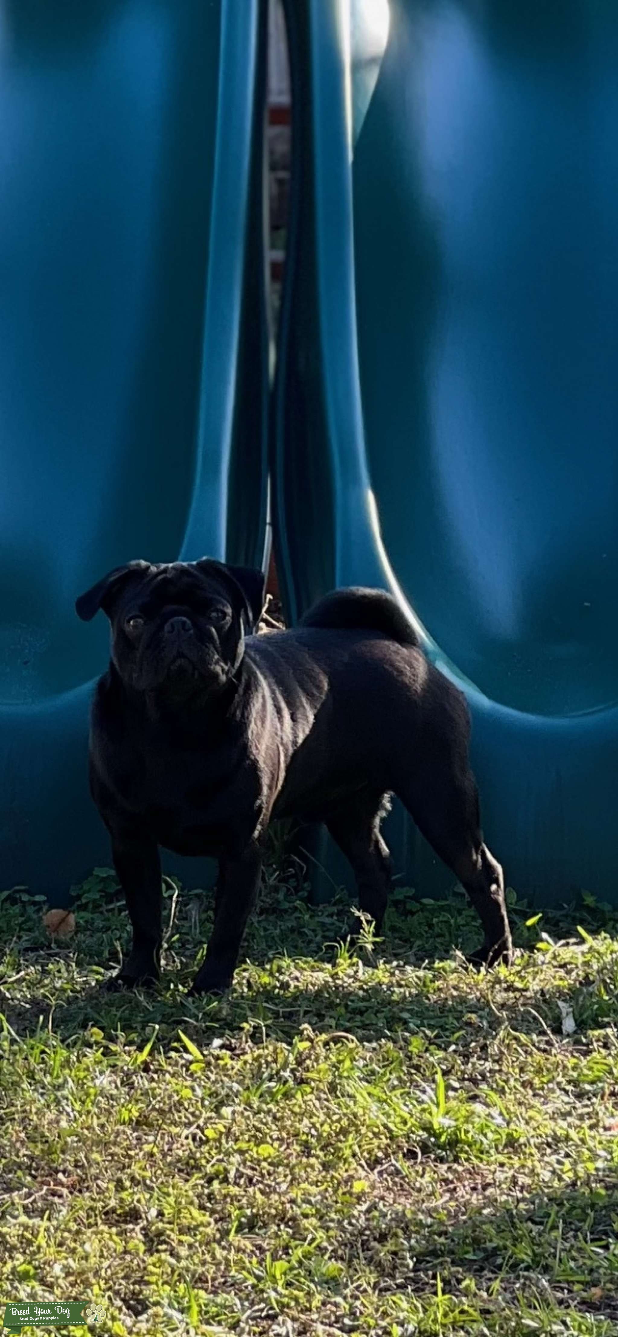 AKC male pug - Stud Dog in Florida, the United States | Breed Your Dog