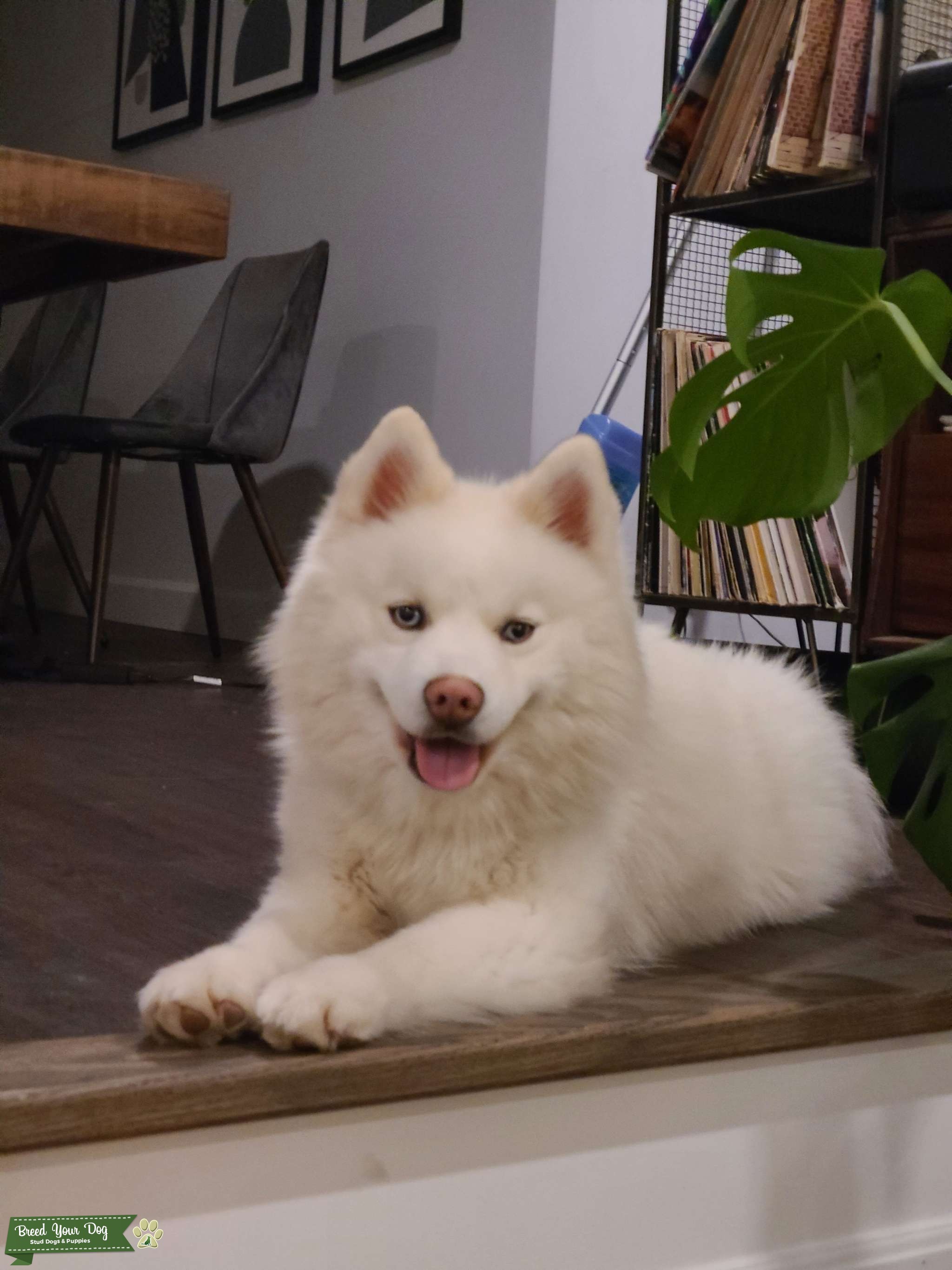 Experienced White Blue Eyed Pomsky Stud - Stud Dog in ontario, Canada ...