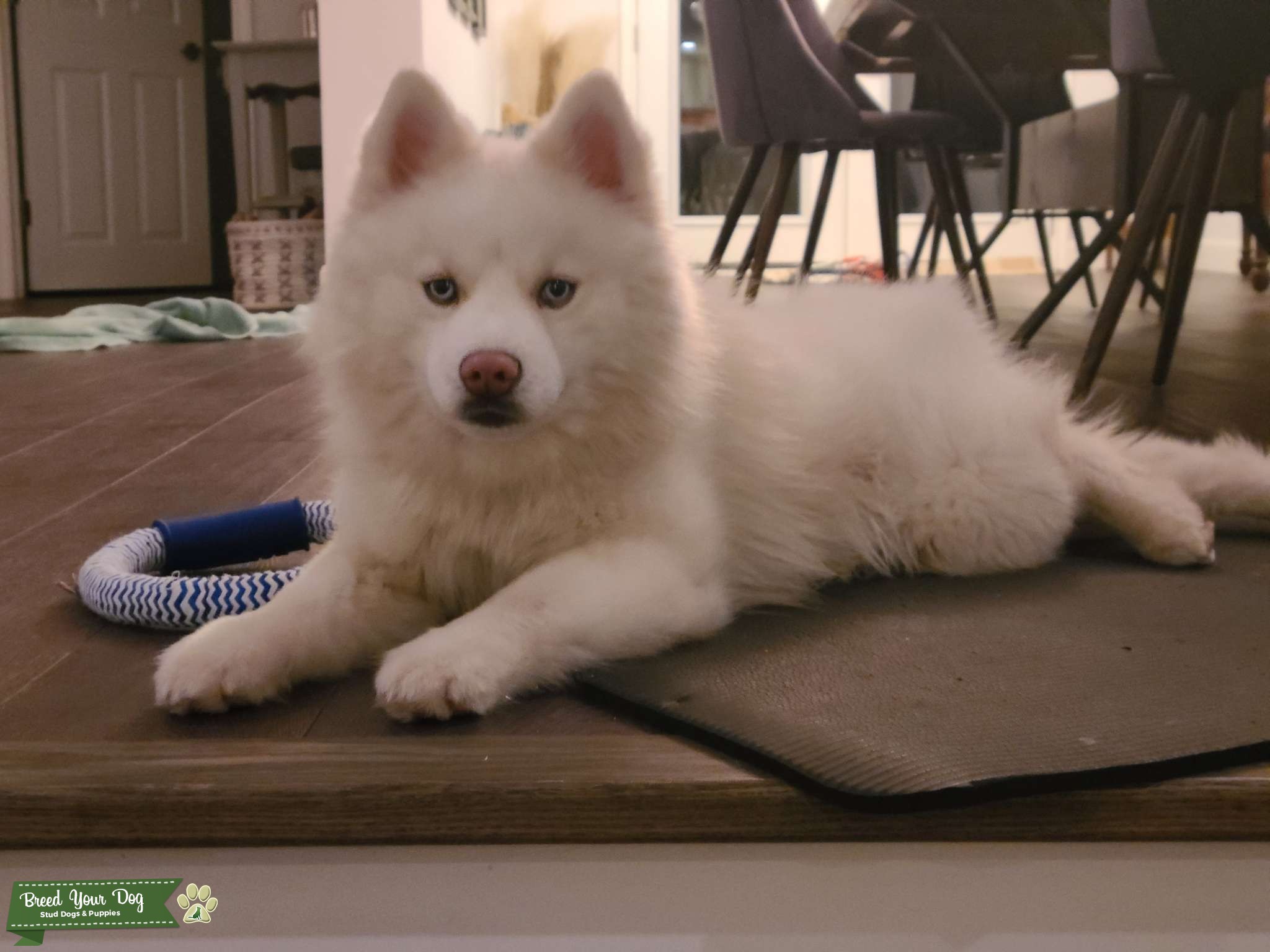 Experienced White Blue Eyed Pomsky Stud - Stud Dog in ontario, Canada ...