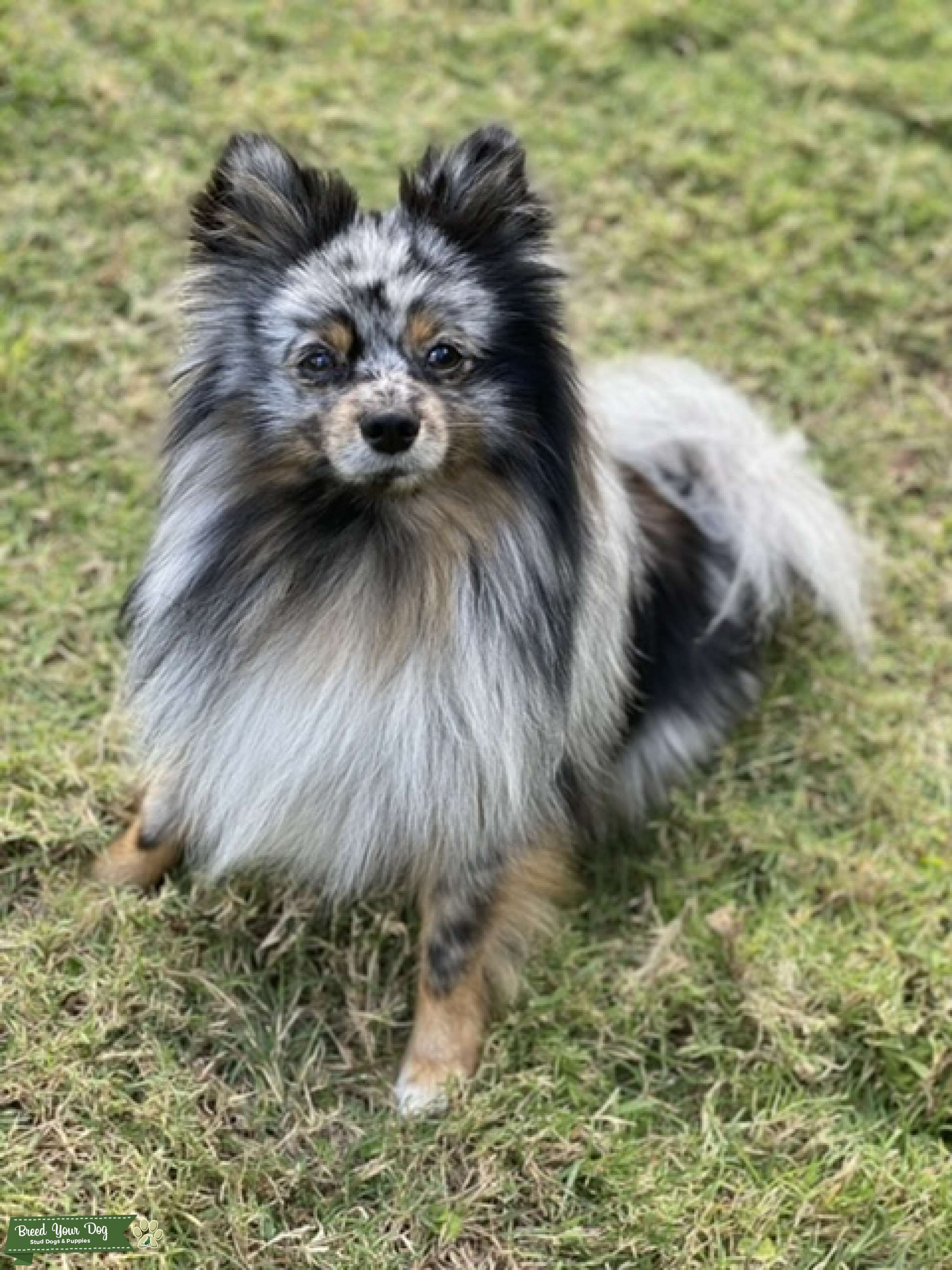 Pomeranian male - Stud Dog in South, the United Kingdom | Breed Your Dog