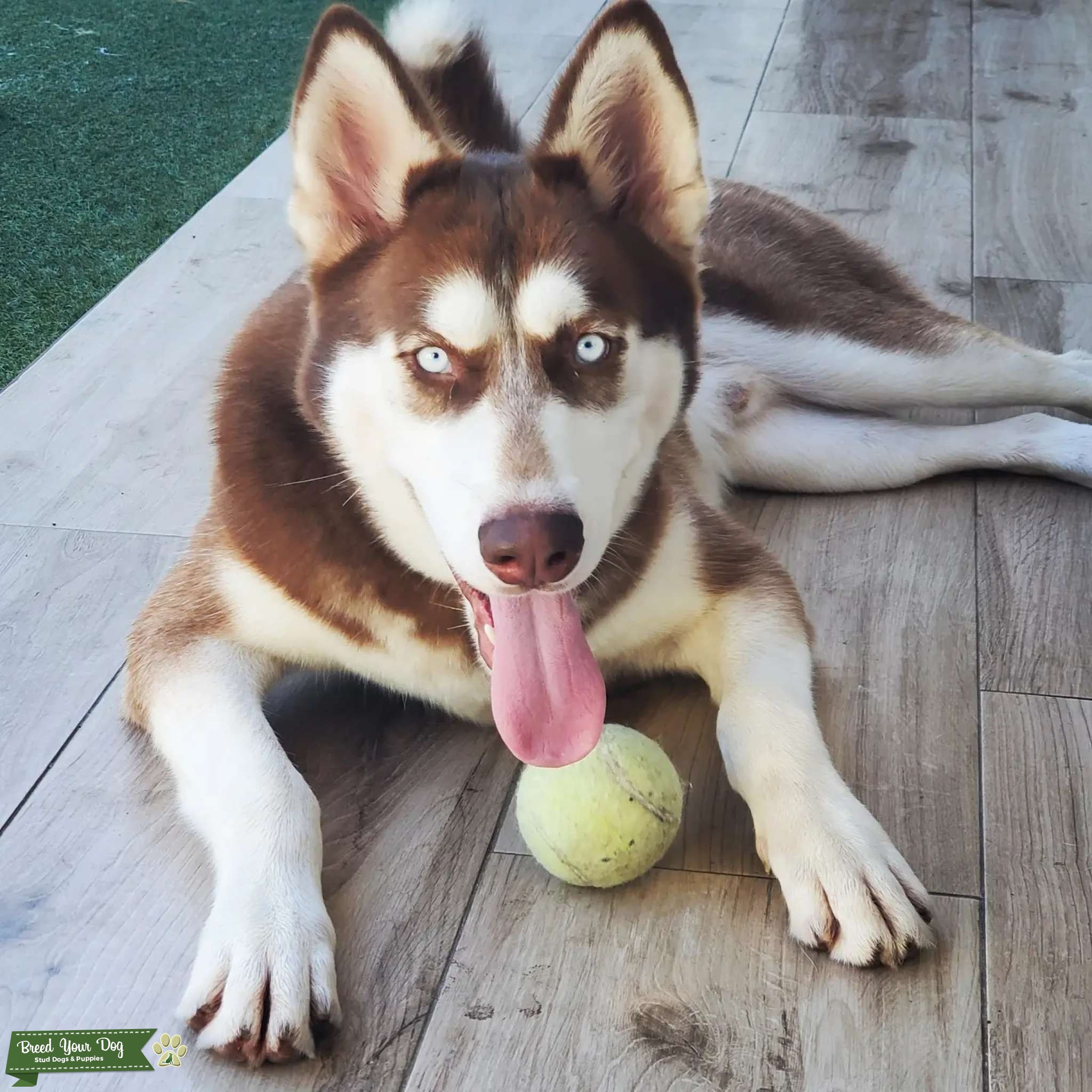 Red Siberian Husky - Stud Dog in Miami Fl, the United States | Breed ...