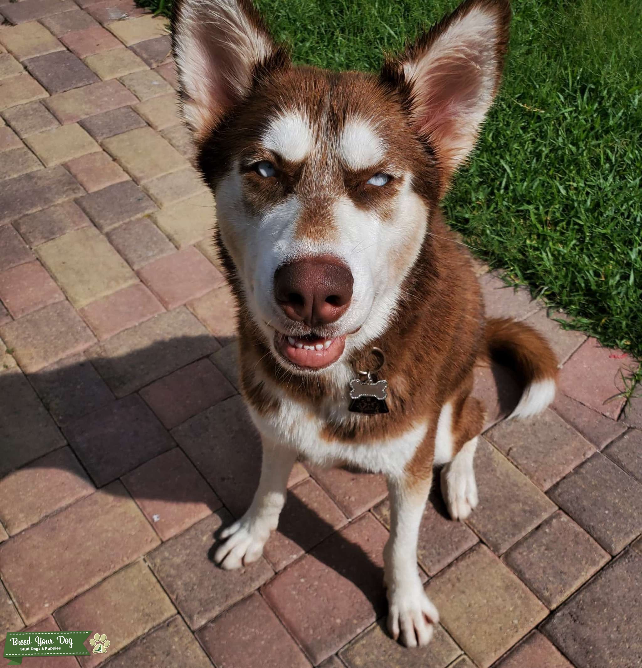 Red Siberian Husky - Stud Dog in Miami Fl, the United States | Breed ...