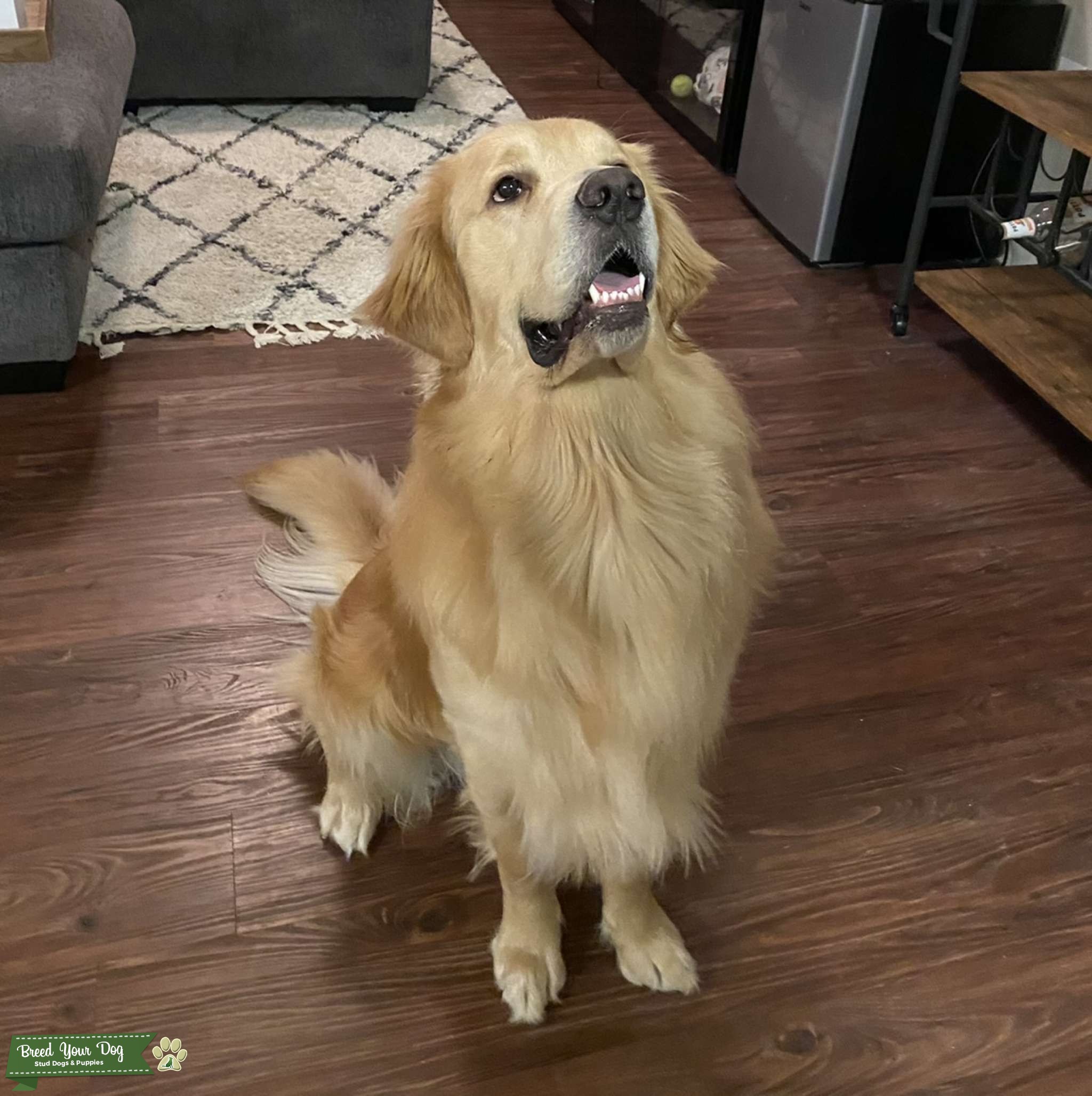 Light Golden Retriever - Stud Dog in Texas, United States | Breed Your Dog