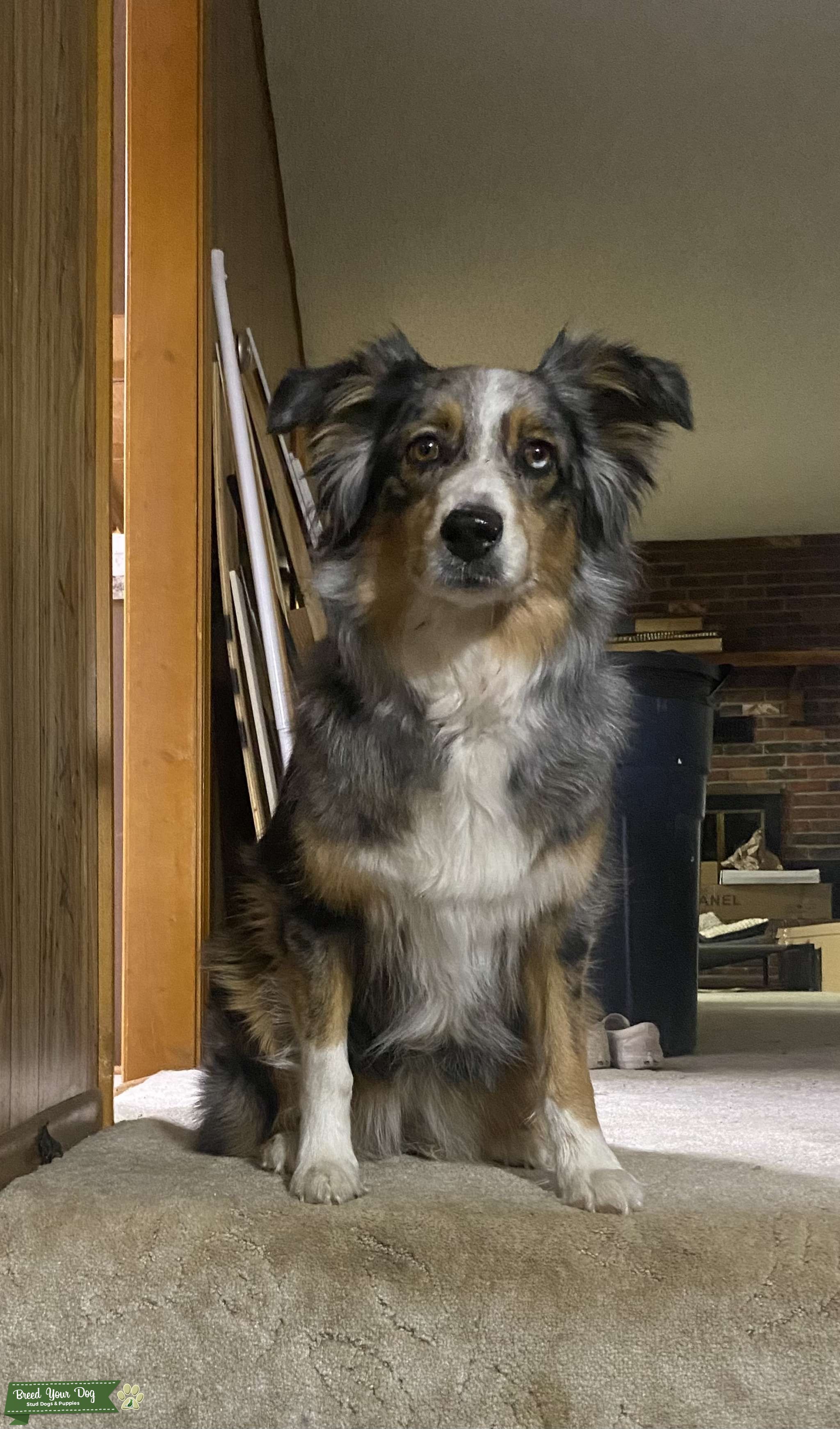 Australian Blue merle Female - Stud Dog in missouri , United States ...