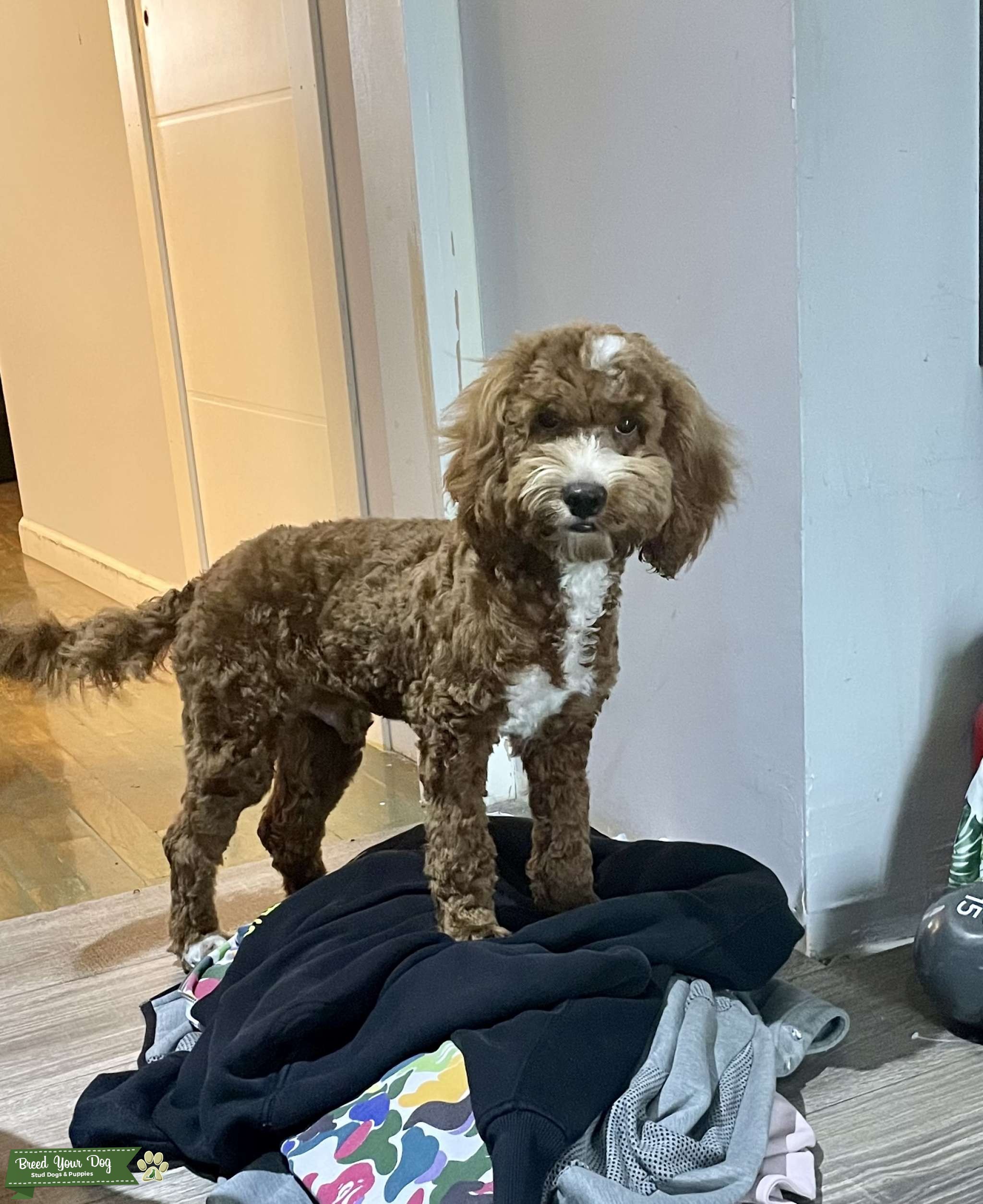 Lovable Cockapoo Stud - Stud Dog in Brooklyn, NY, United States | Breed ...