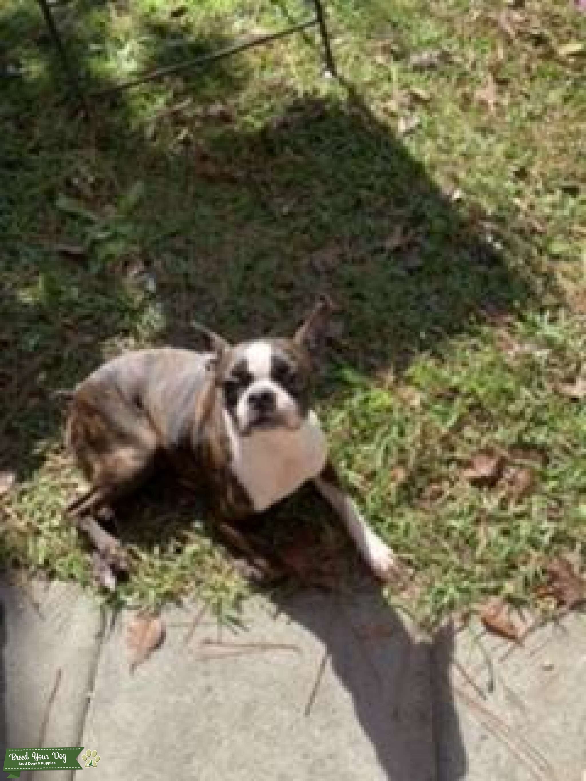 Boston terrier - Stud Dog South Carolina - Breed Your Dog
