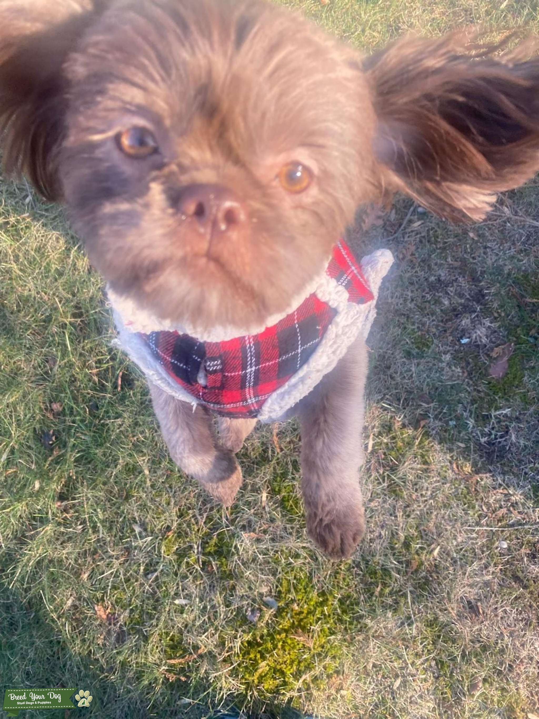 The cutest chocolate liver shih tzu - Stud Dog in MD, the United States ...