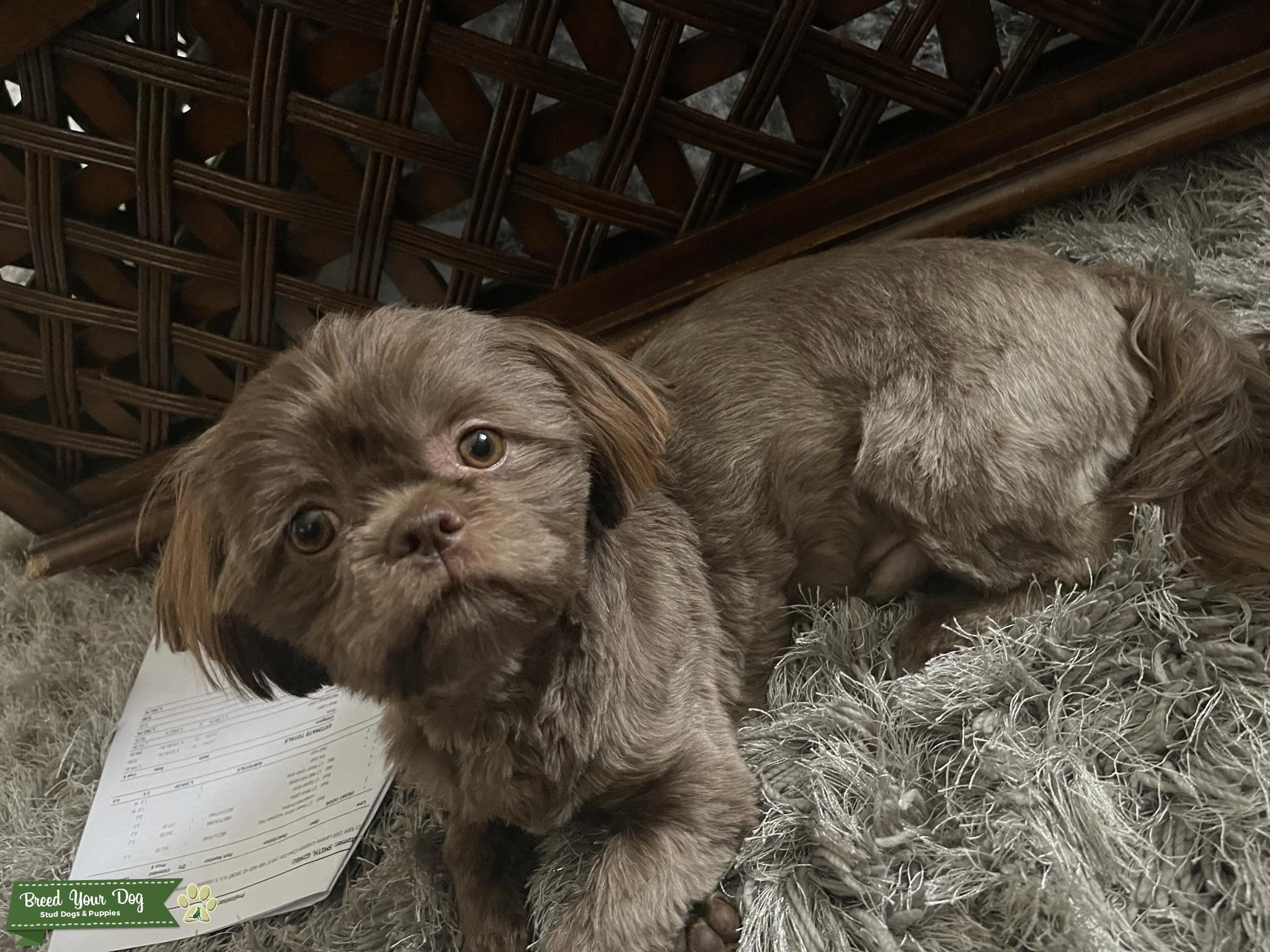 The cutest chocolate liver shih tzu - Stud Dog in MD, the United States ...