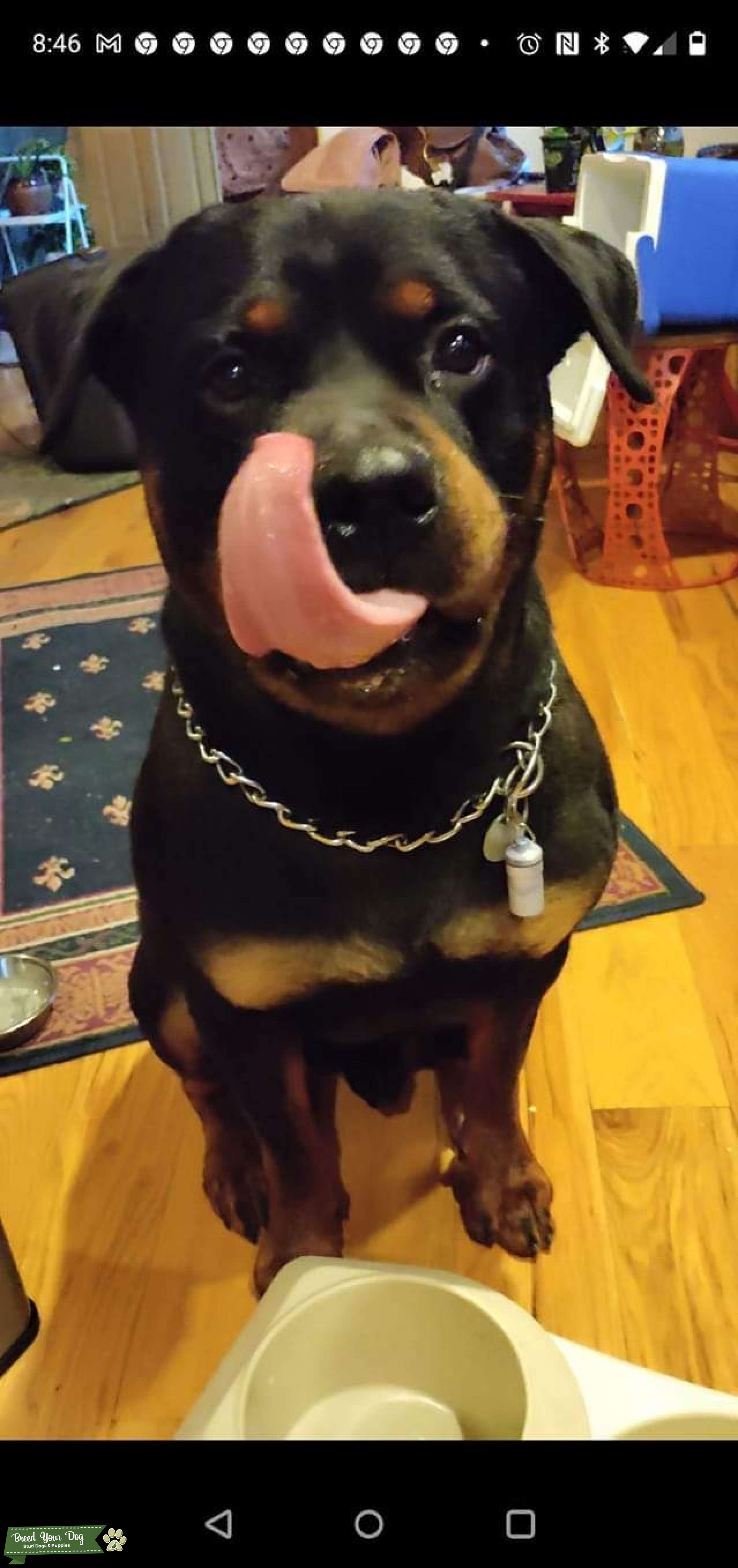 AKC Rottweiler - Stud Dog in Colorado, the United States | Breed Your Dog