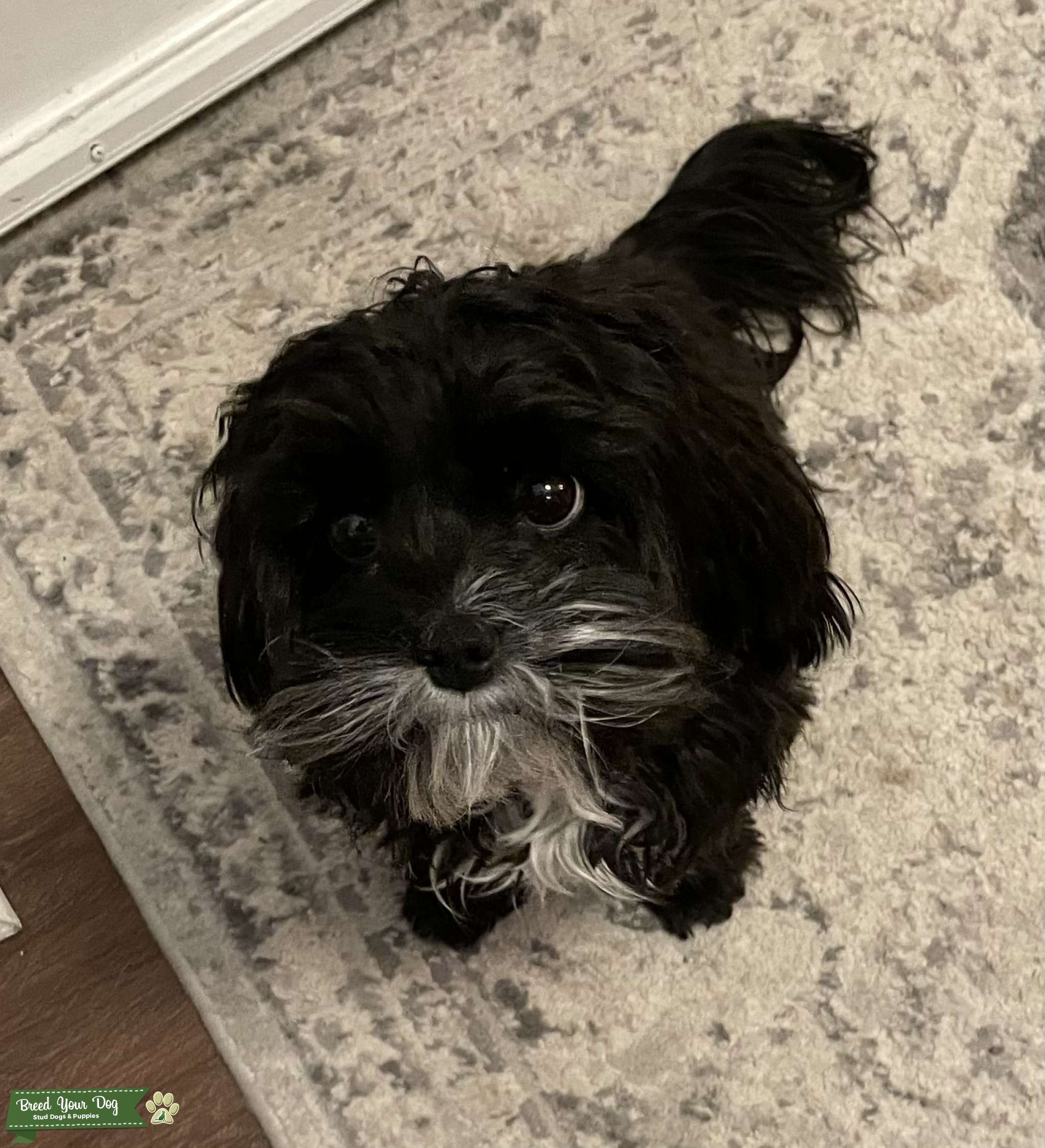 Cavapoo - Stud Dog in Philadelphia , the United States | Breed Your Dog