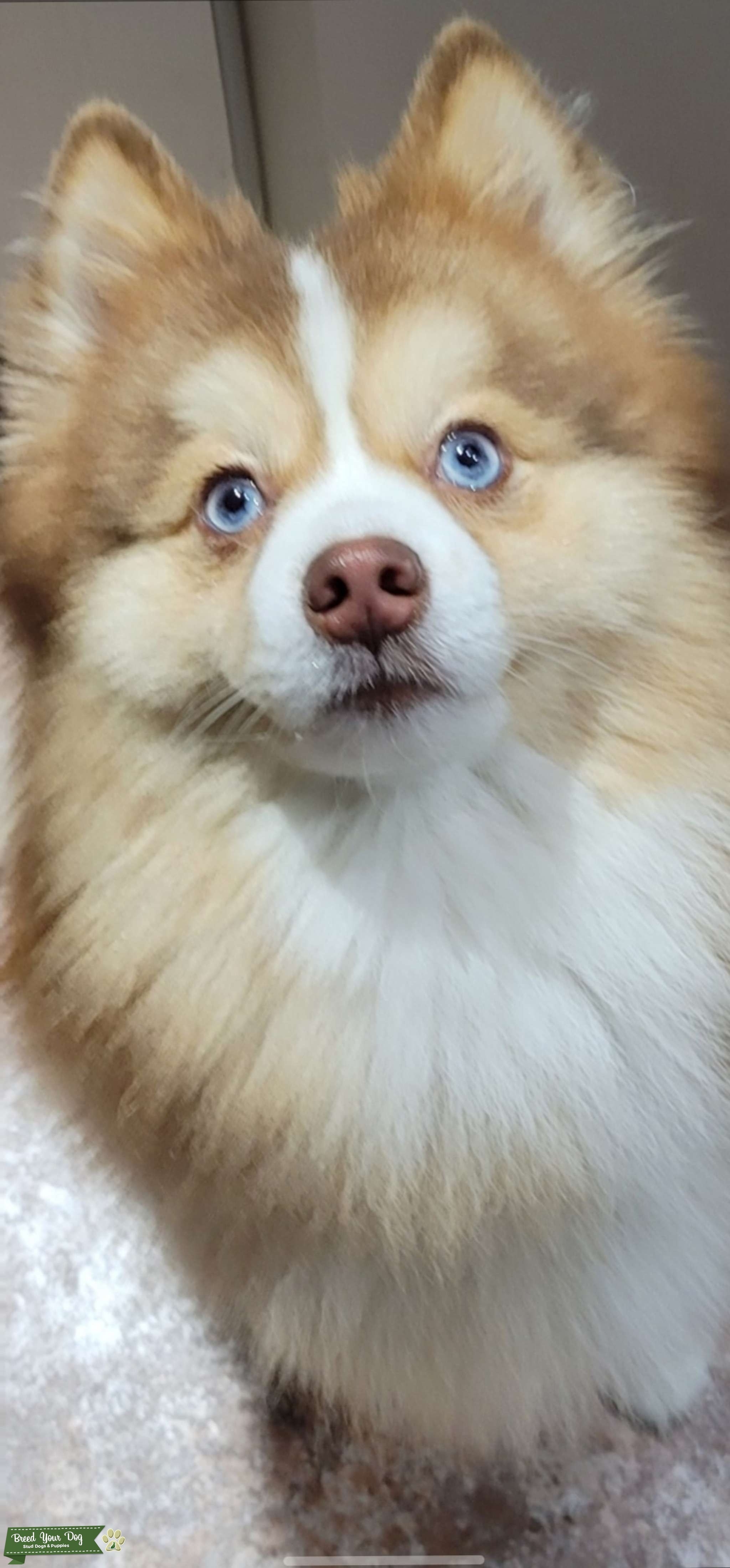 Pomsky stud- Embark-OFA-PENNHIP - Stud Dog FLorida - Breed Your Dog