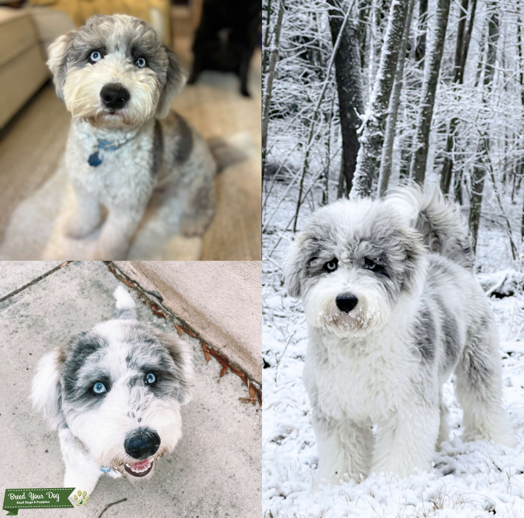 What Is A Merle Sheepadoodle
