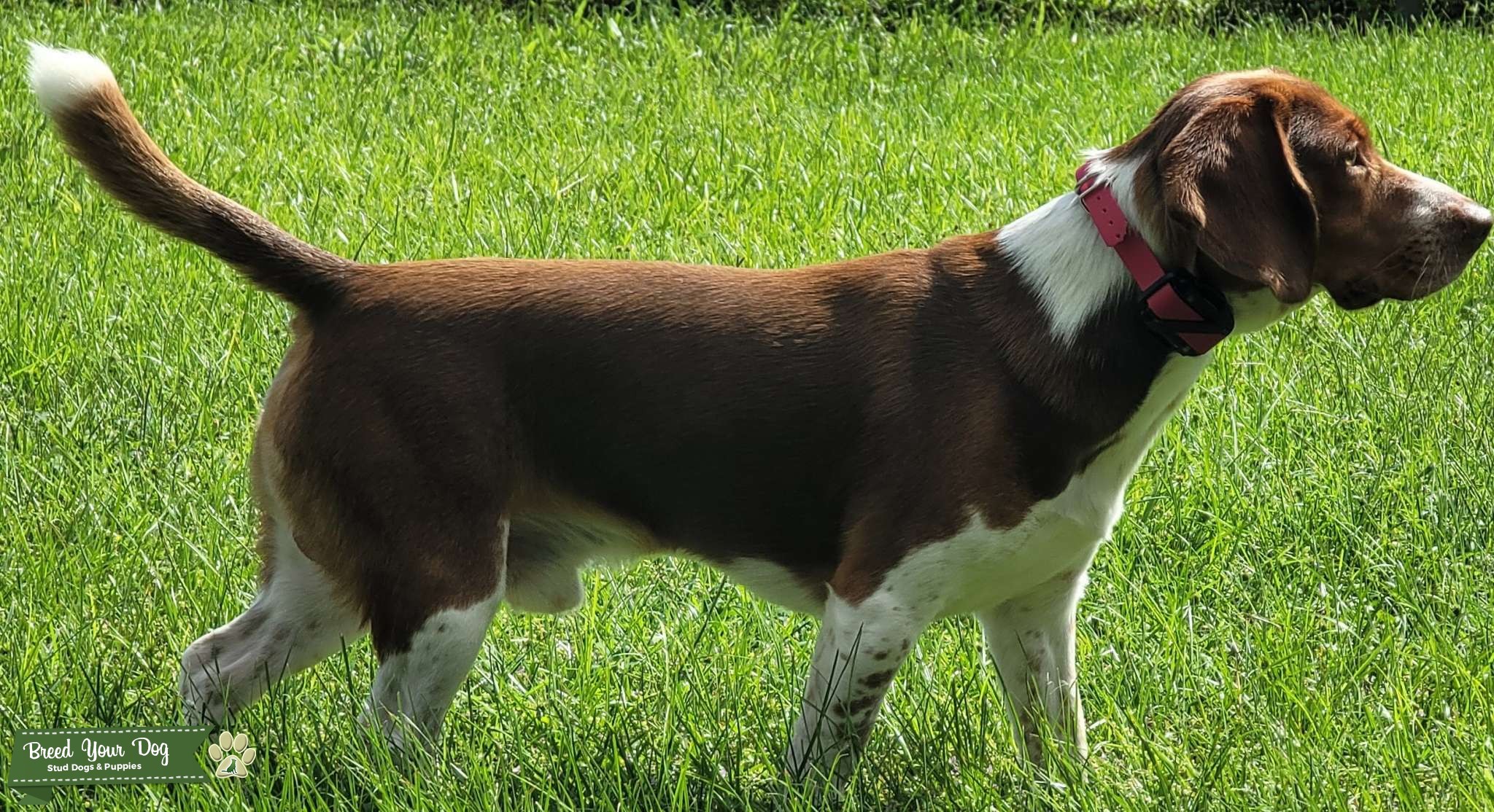 Chocolate Beagle - Stud Dog in Florida Panhandle, the United States ...