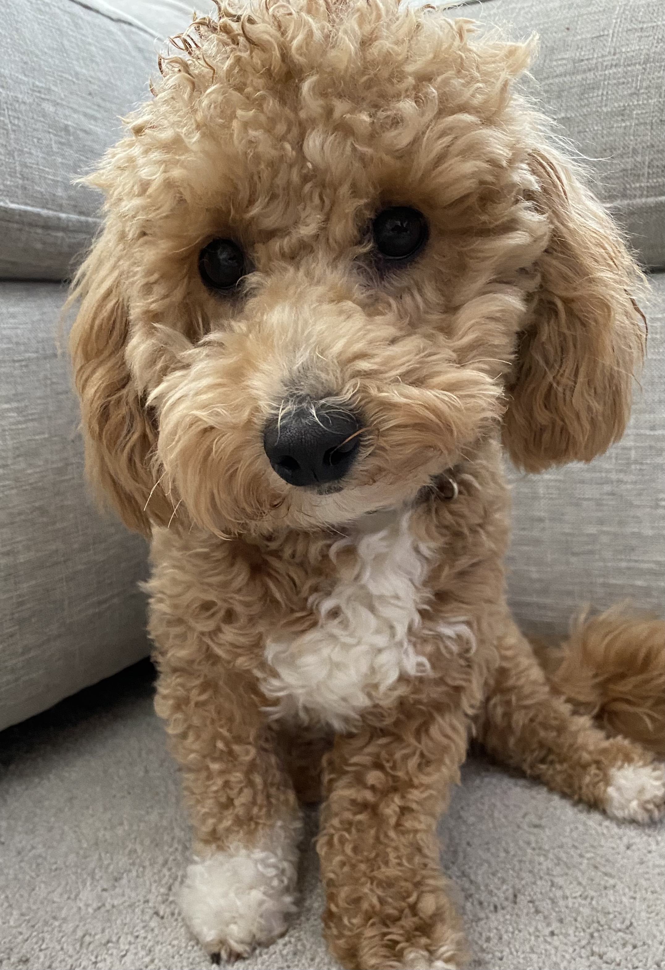 Mini bishon poodle stud - Stud Dog in Rockford, United States | Breed ...