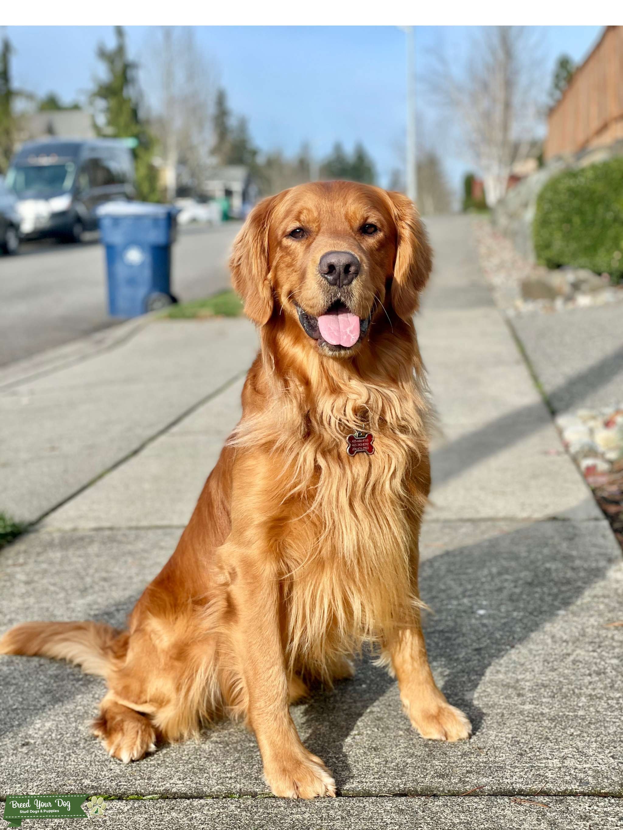 Dark Golden retriever - Stud Dog in Bothell , United States | Breed ...