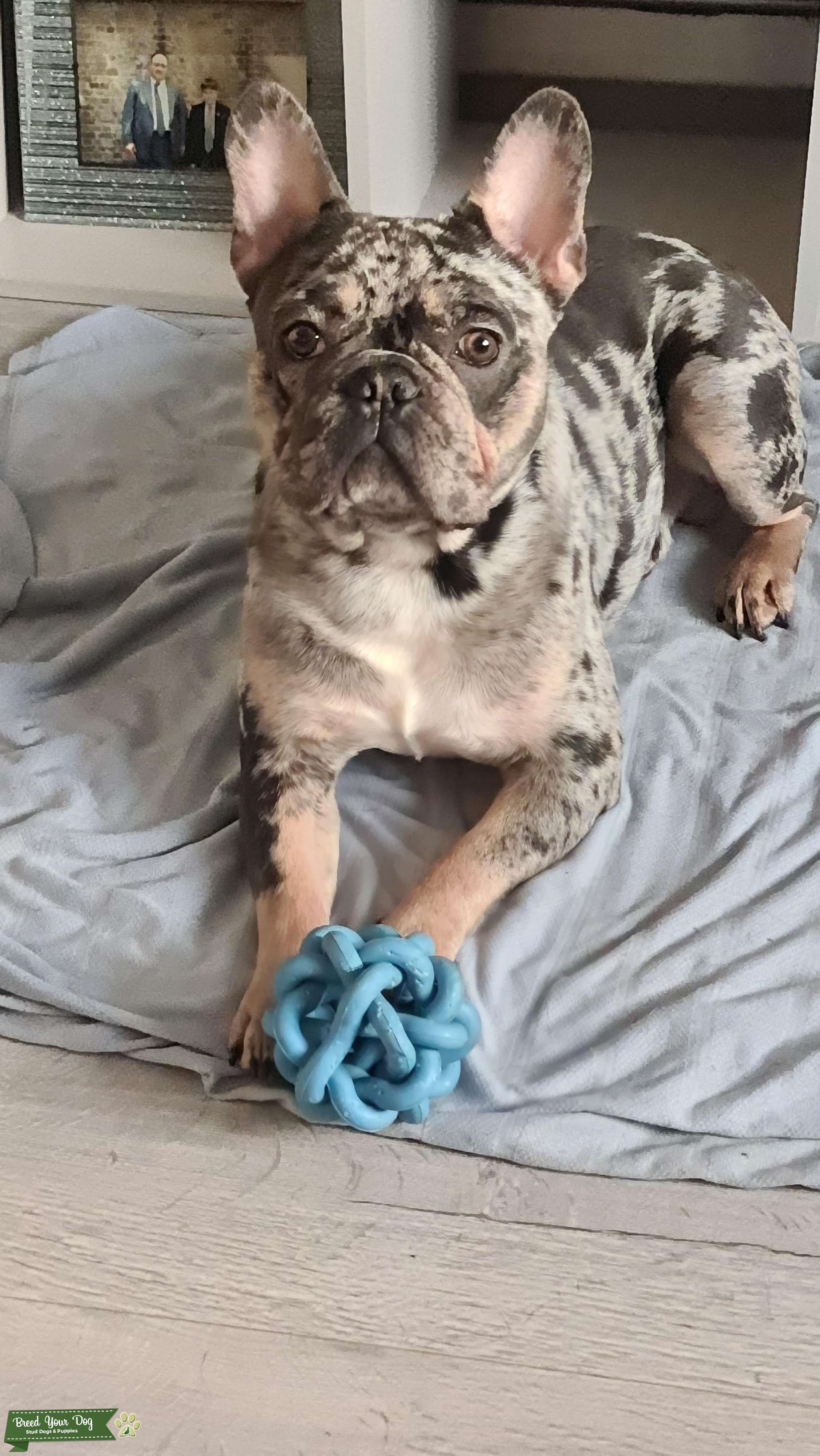 Beautiful Blue and Tan Merle French bulldog stud - Stud Dog in Essex ...