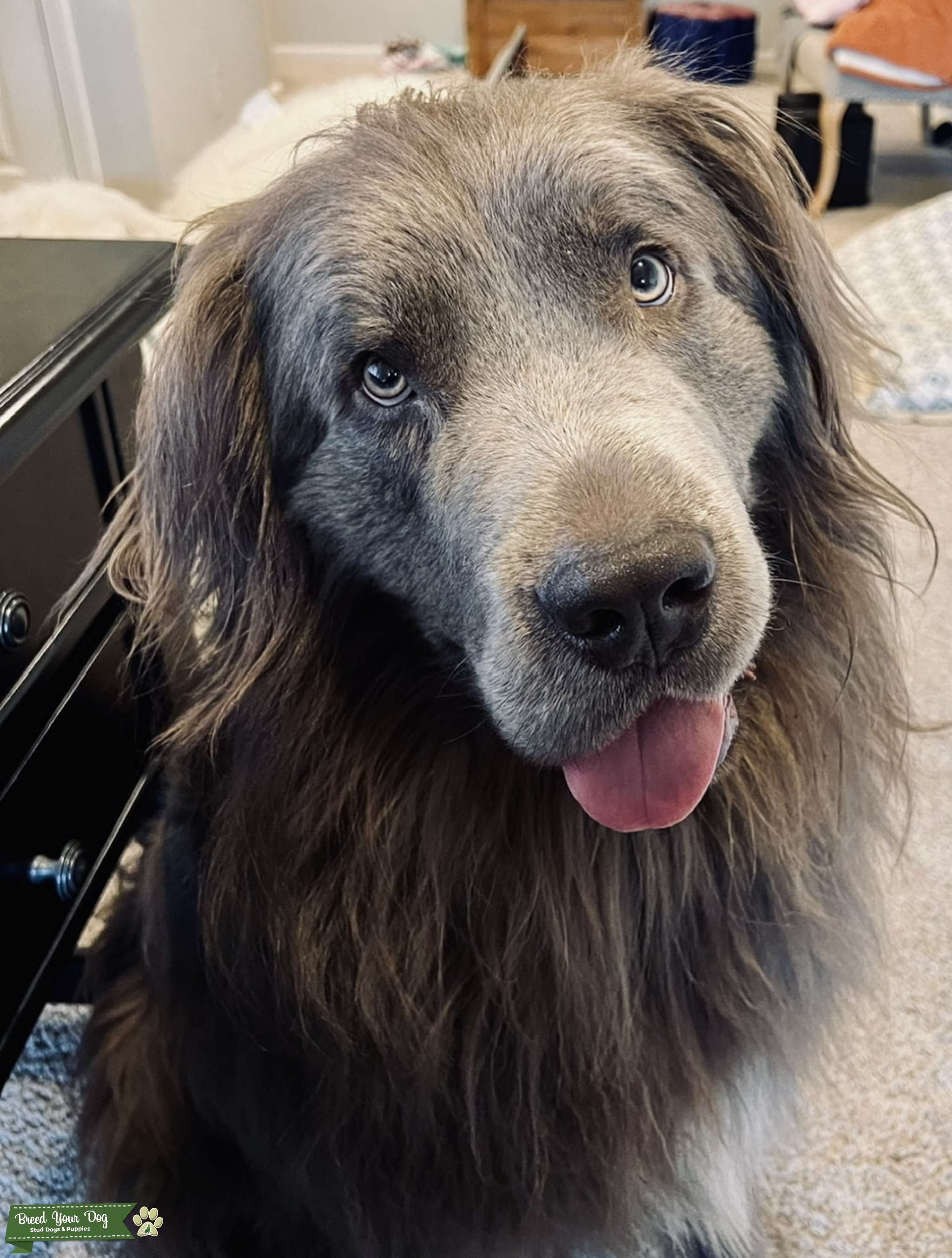 Light Gray AKC Reg Newfie - Stud Dog in South, the United States ...
