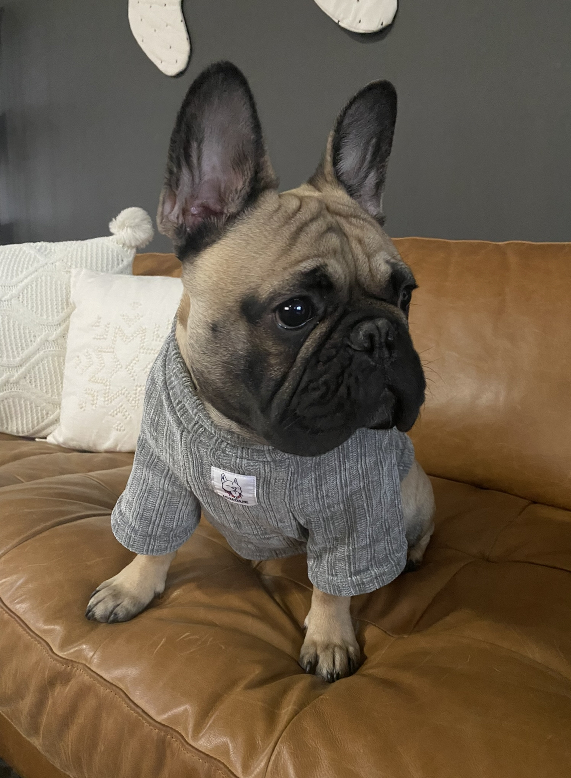 Black Mask Sable Frenchie - Stud Dog in Clarksburg Maryland , United ...