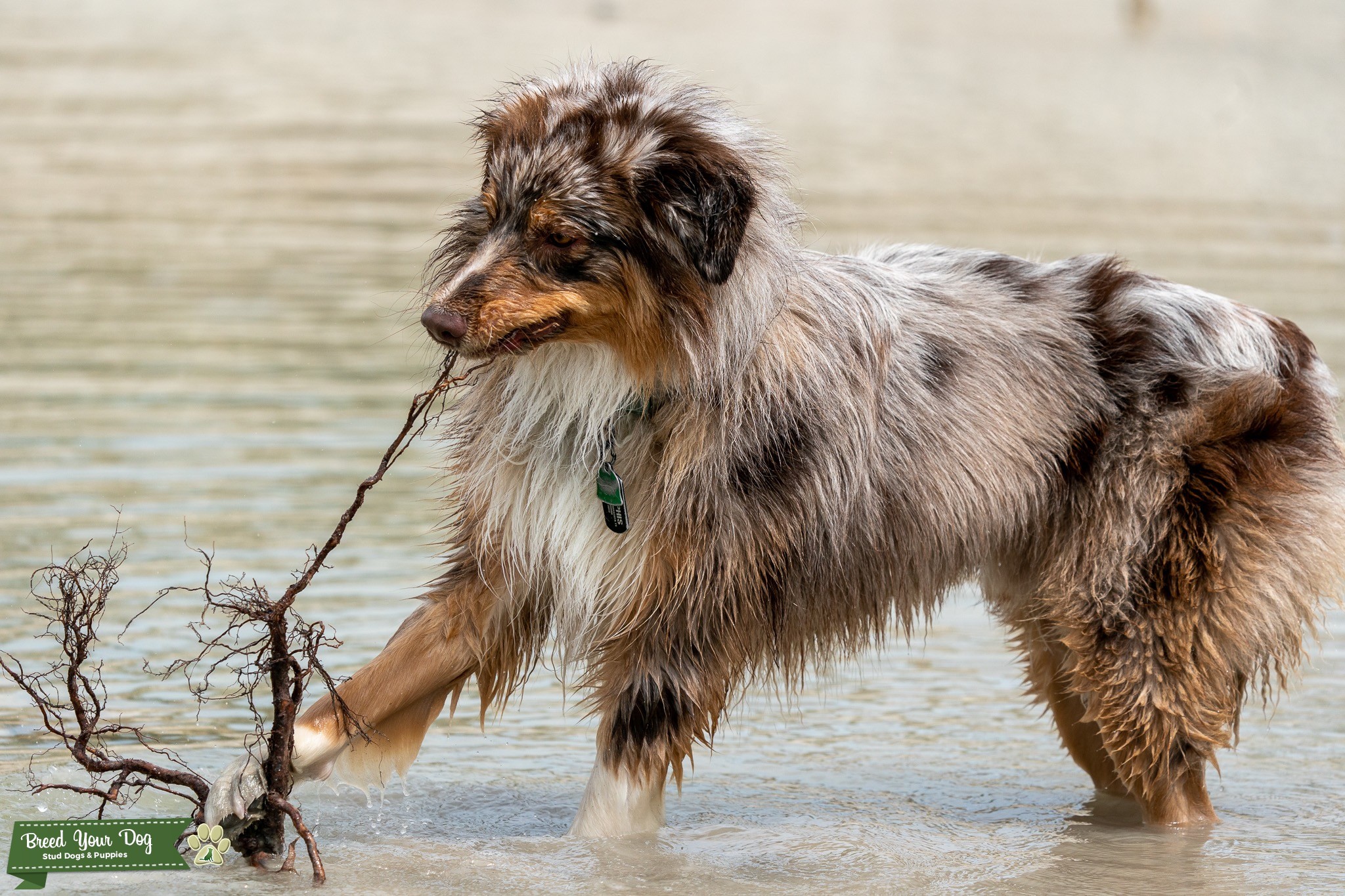 Red Merle Male - Stud Dog in TX, United States | Breed Your Dog