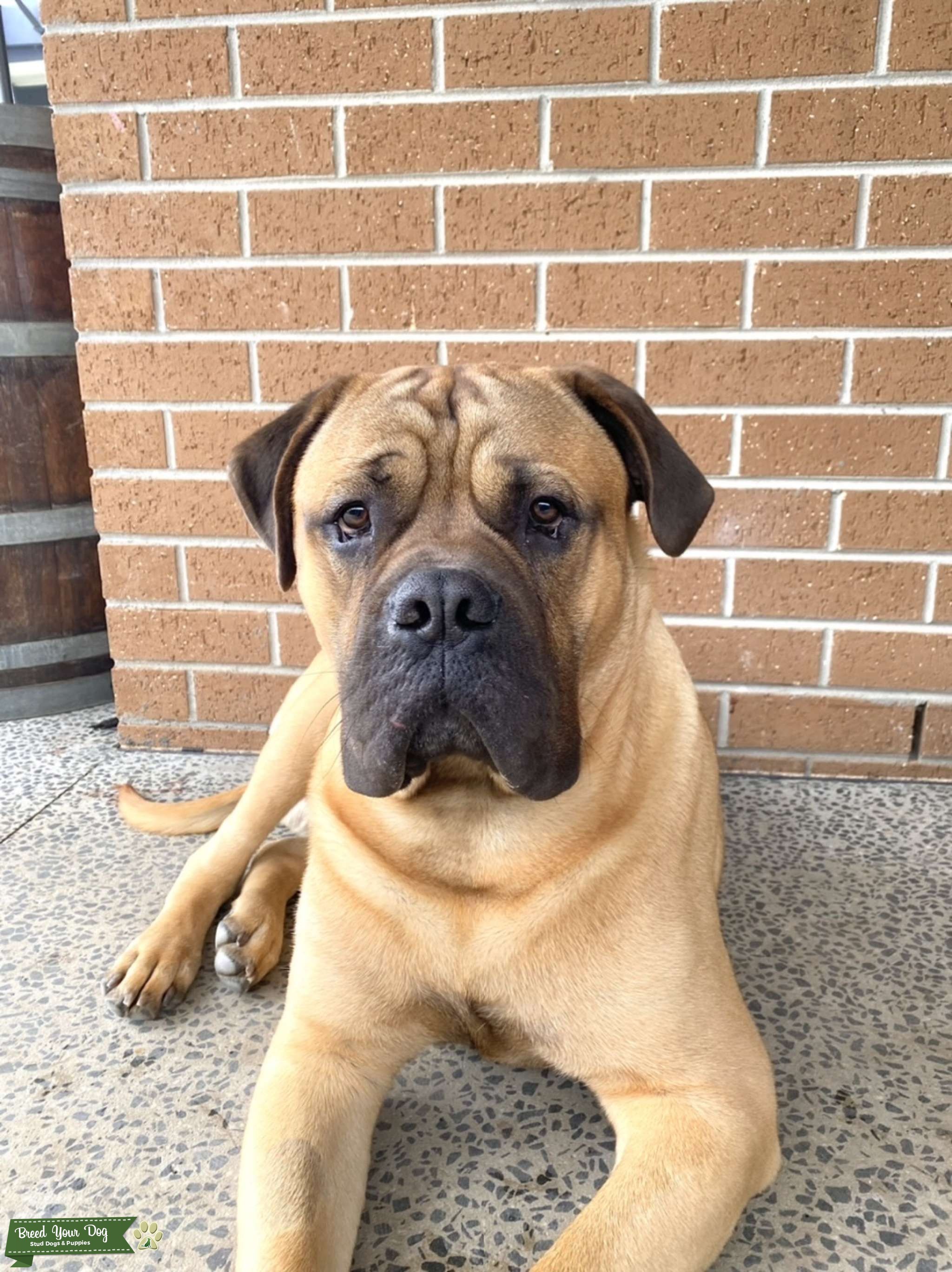 BULLMASTIFF X FRENCH MASTIFF - Stud Dog Victoria - Breed Your Dog