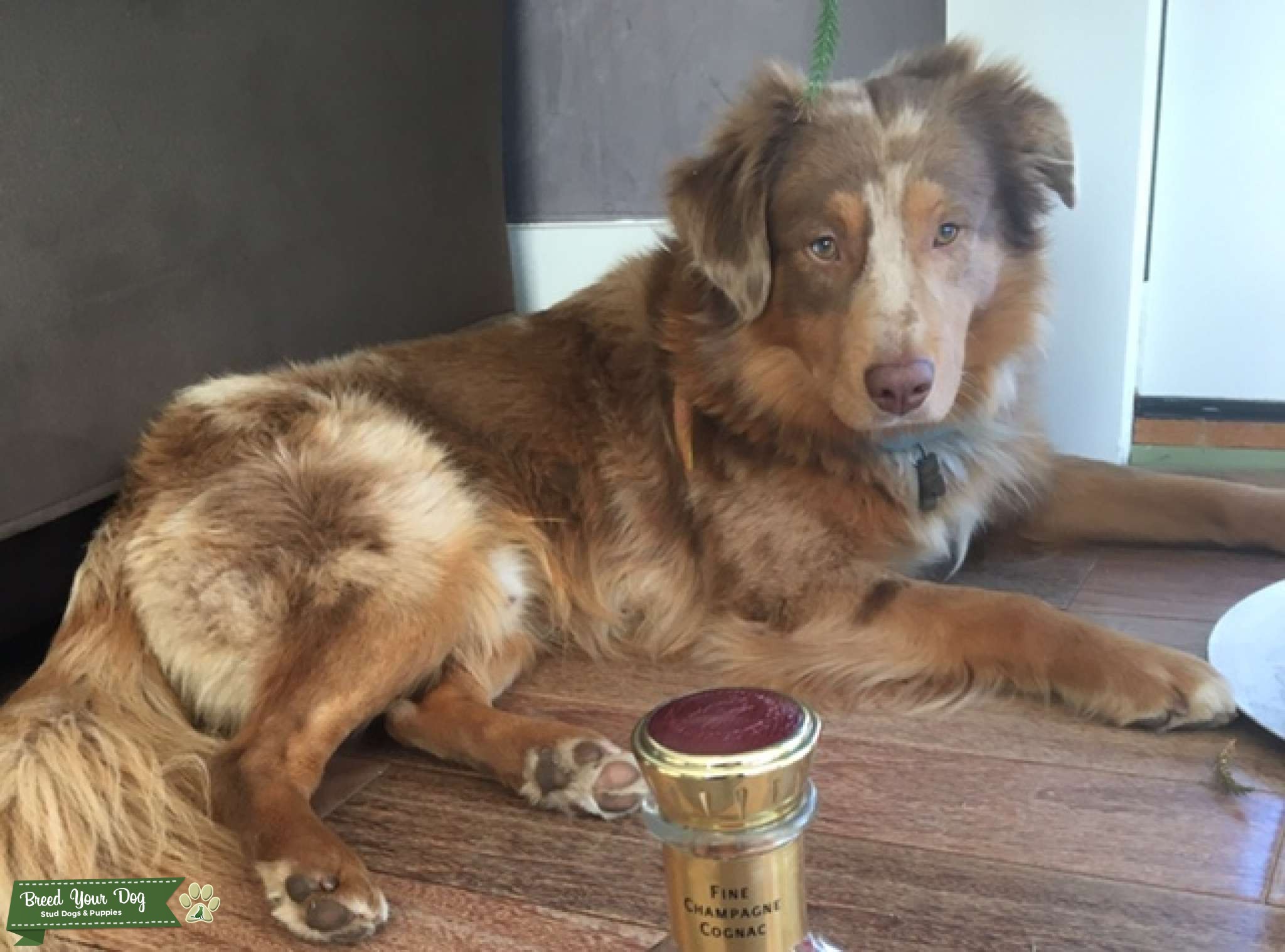 Red Merle Mini Australian Shepherd stud - Loving and Athletic - Stud ...