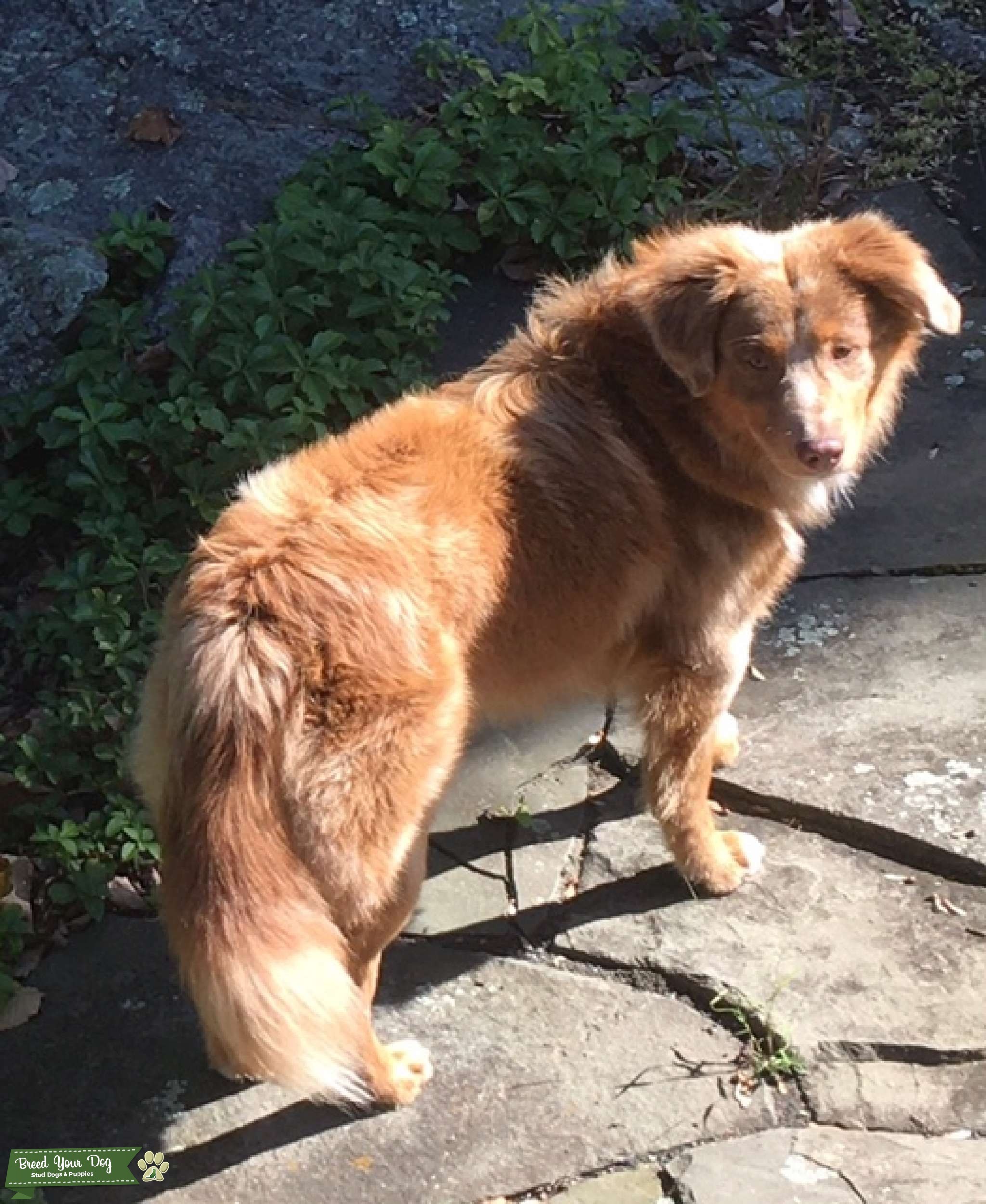 Red Merle Mini Australian Shepherd stud - Loving and Athletic - Stud ...