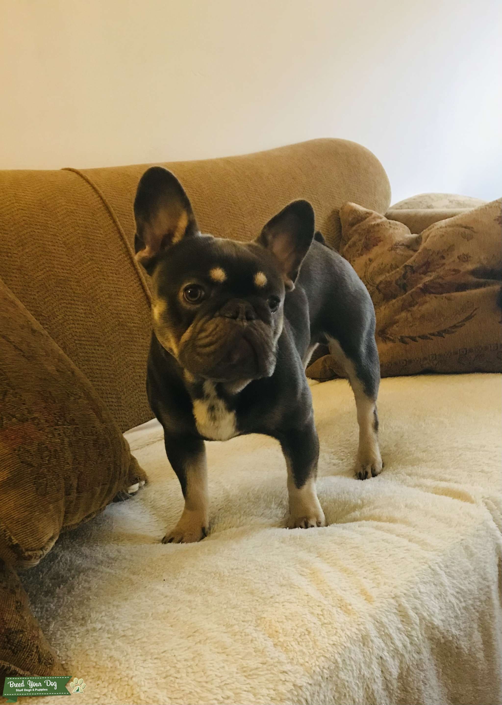Gorgeous KC Registered Lilac & Tan French Bulldog. - Stud Dog in South ...