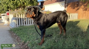 Over 19500 Stud Dogs Available - Stud Dog Finder - Breed Your Dog