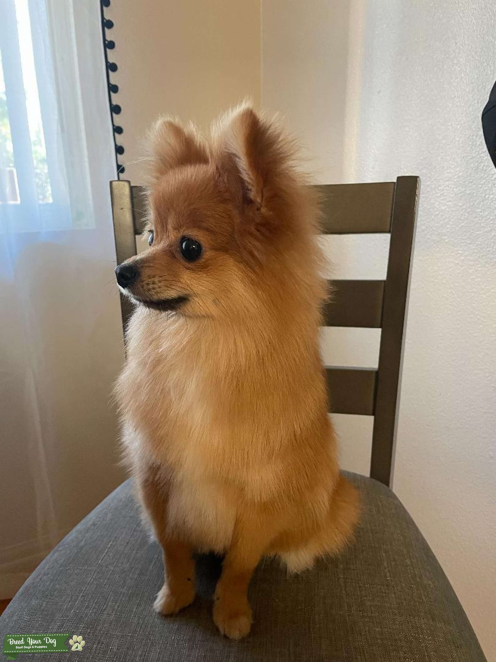 Male Pomeranian Stud - Stud Dog in ca, the United States | Breed Your Dog