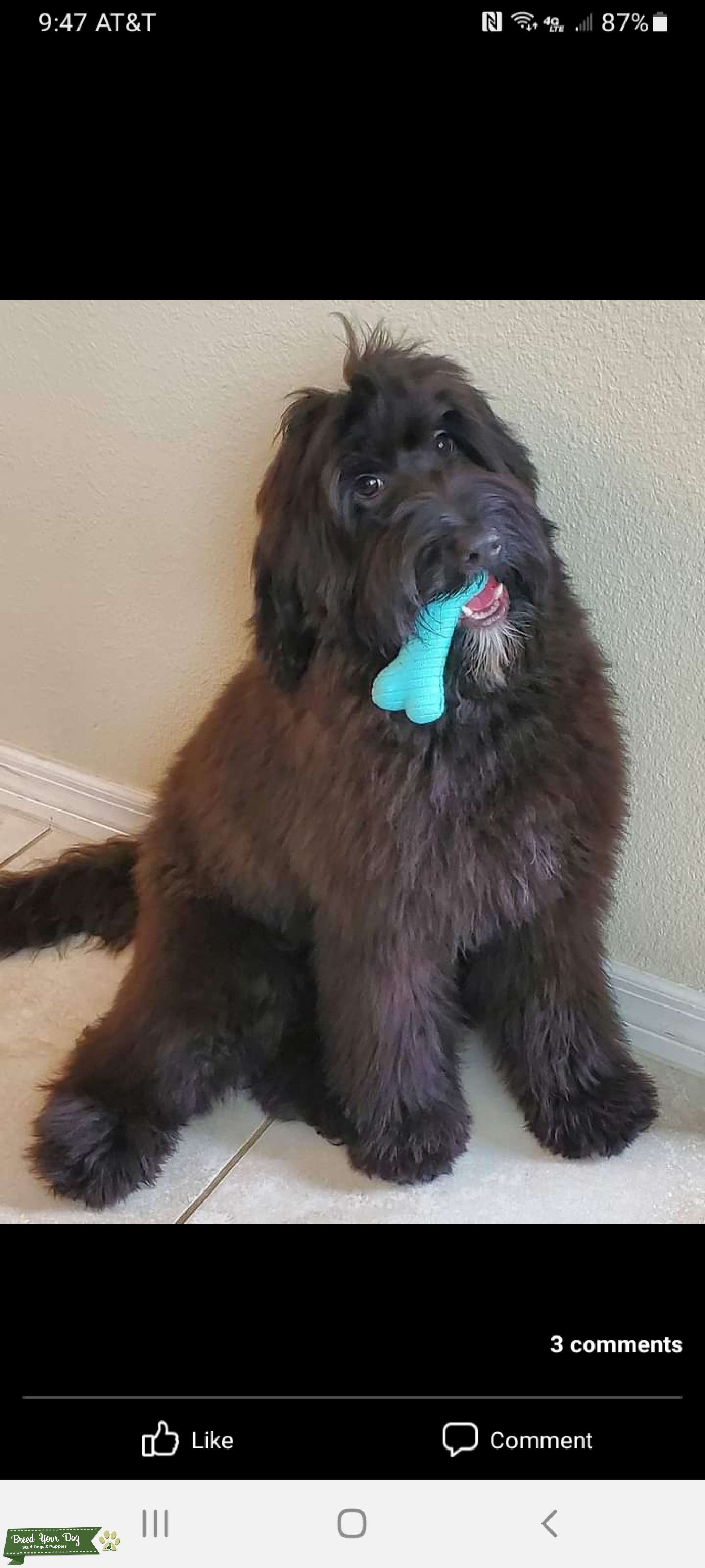 Female Black Labradoodle - Stud Dog in Florida, United States | Breed ...