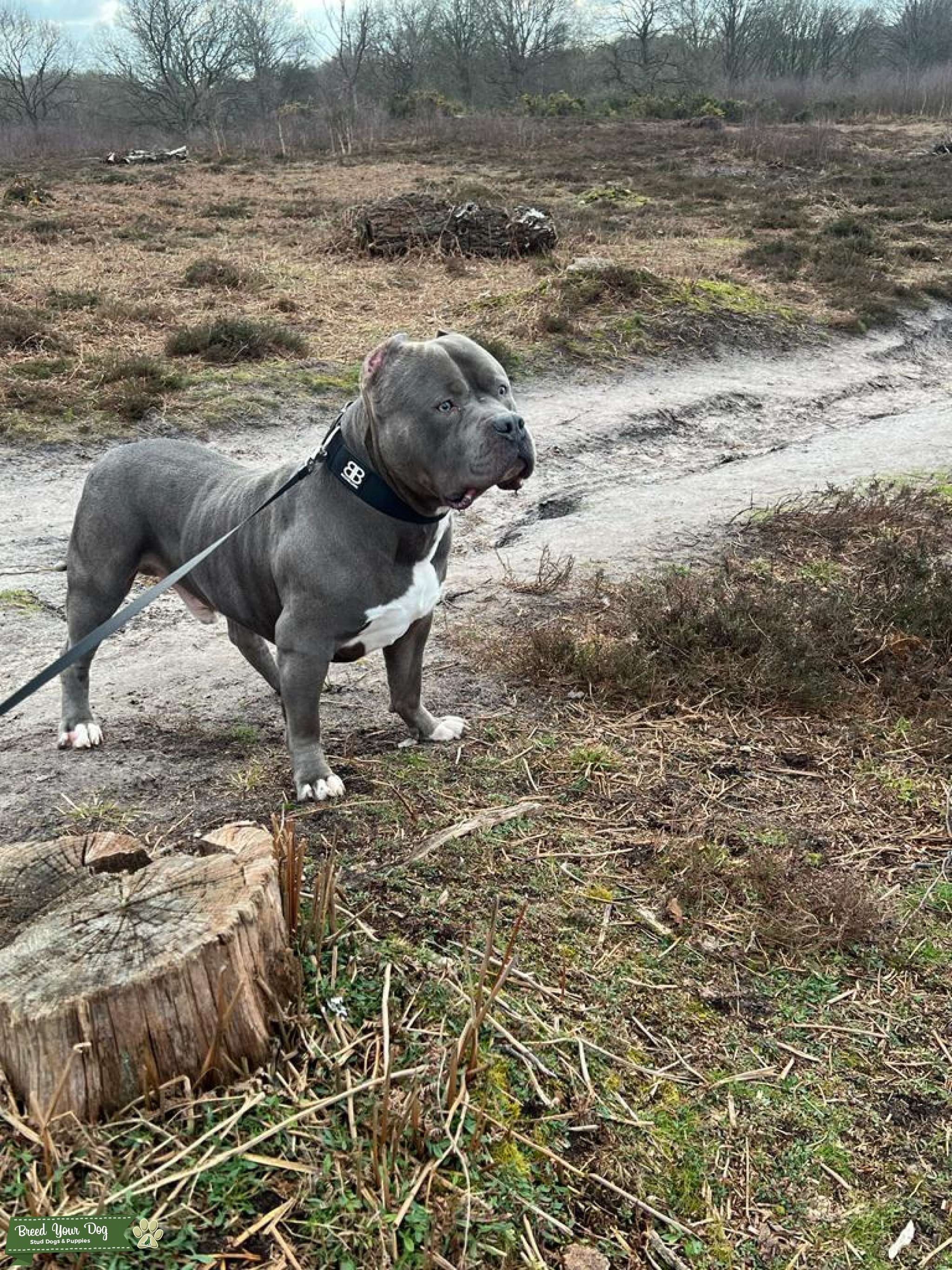 XL American Bully - Stud Dog in Kent, Brazil | Breed Your Dog
