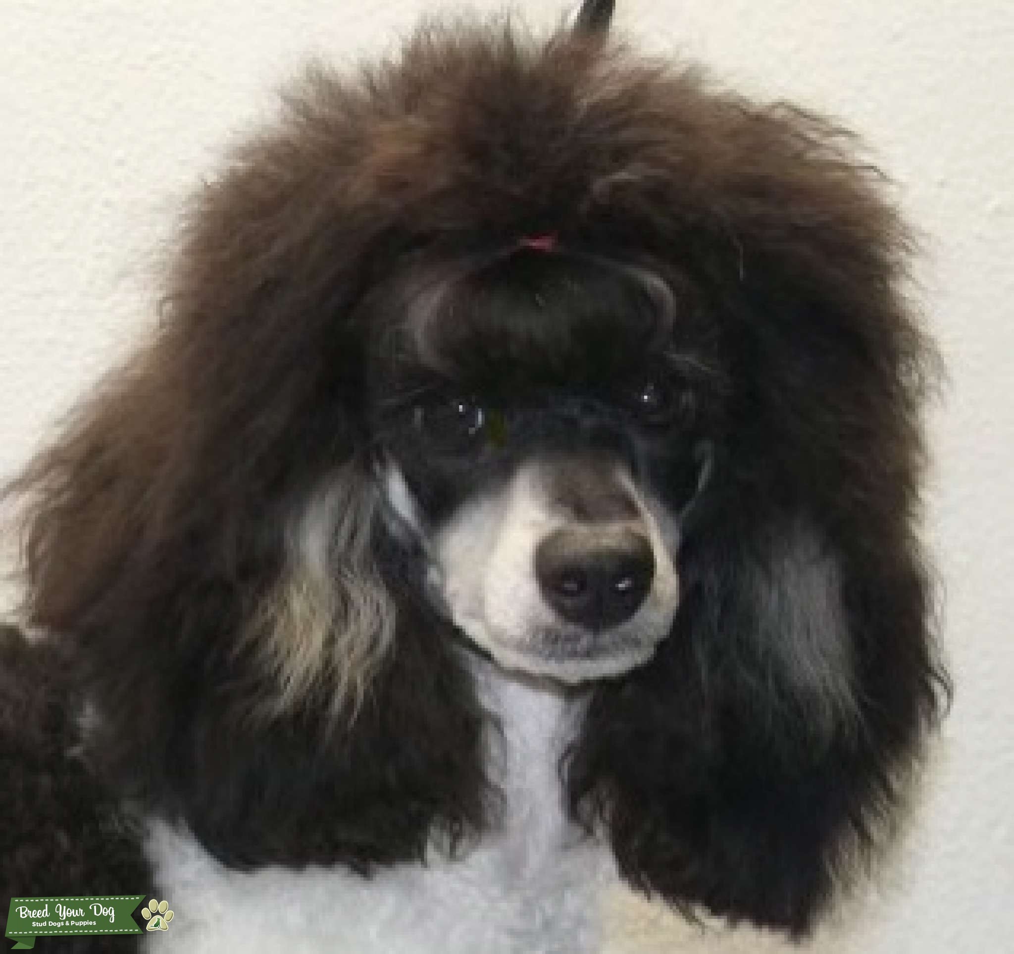 AKC Phantom Parti (Tri) Miniature Poodle - Stud Dog in MI, the United ...